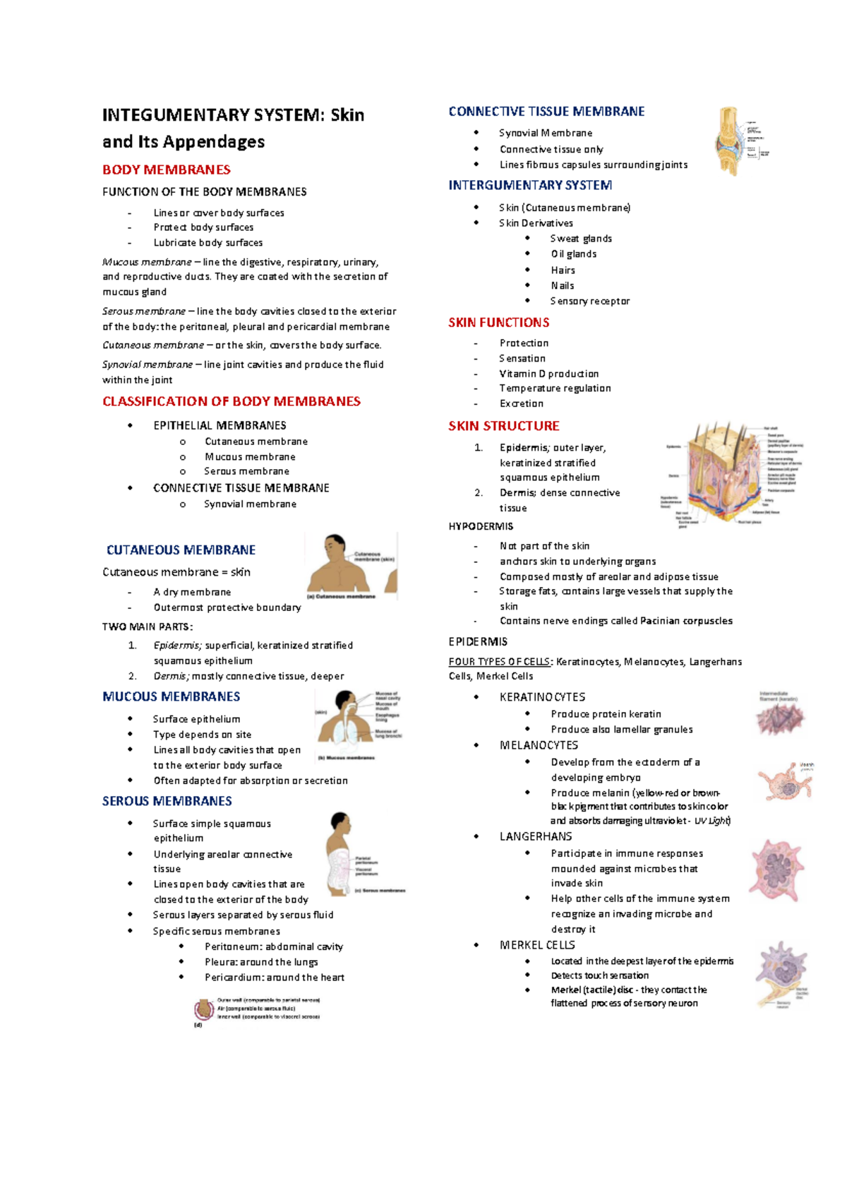 Integumentary System - INTEGUMENTARY SYSTEM: Skin and Its Appendages ...