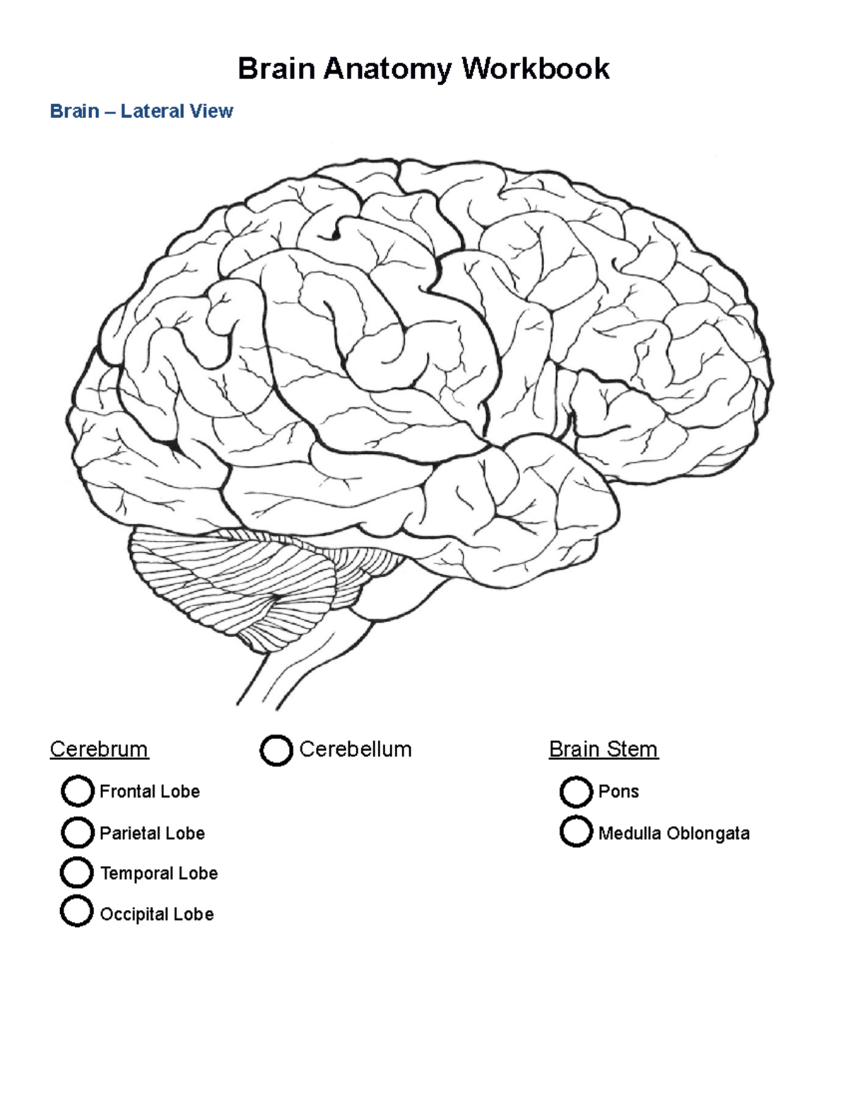 Brain anatomy Workbook - Brain Anatomy Workbook Brain – Lateral View ...