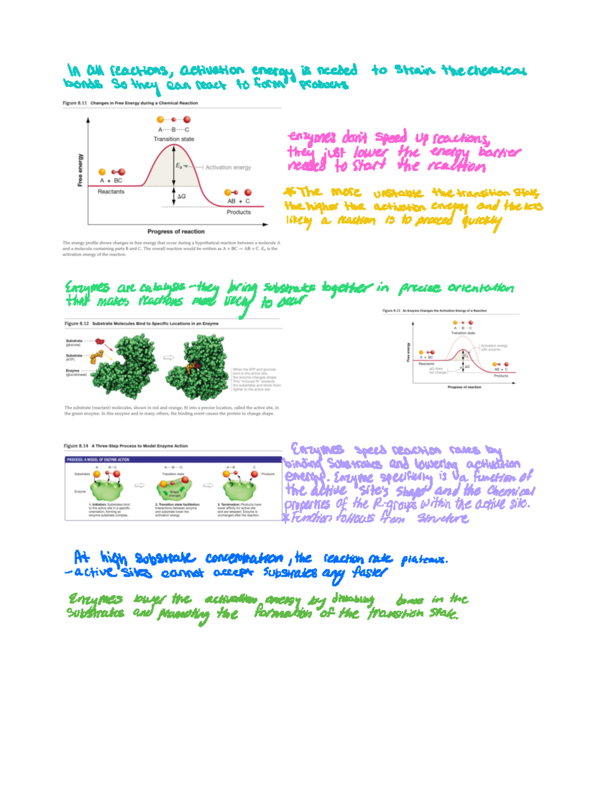 8.3 how enzymes work - BIO 161 - Studocu