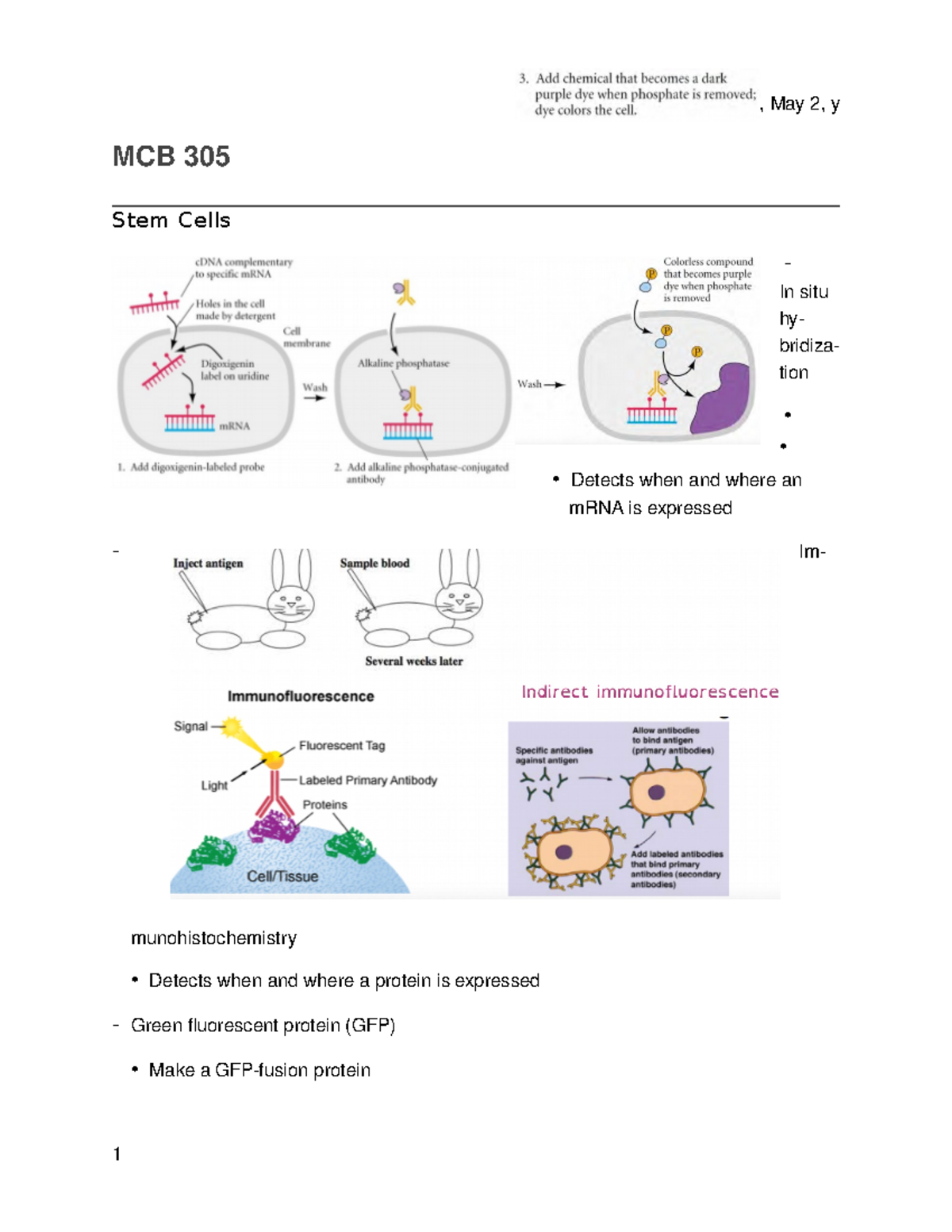 9 - Stem Cells - The professor's name was Lisa Elfring. This was for ...