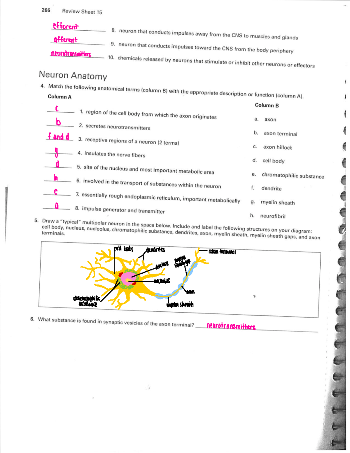 Histology of NS Assignment 3 - NS 3410 - ####### todd settin Denotrans S thousan I SE · E ...