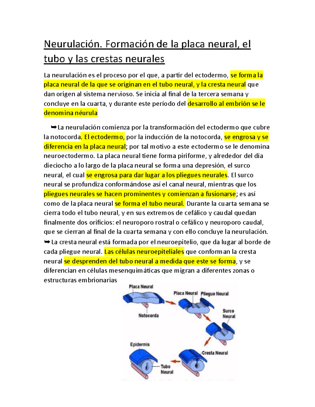Embriologia Resumen Neurulacion - Neurulación. Formación de la placa ...