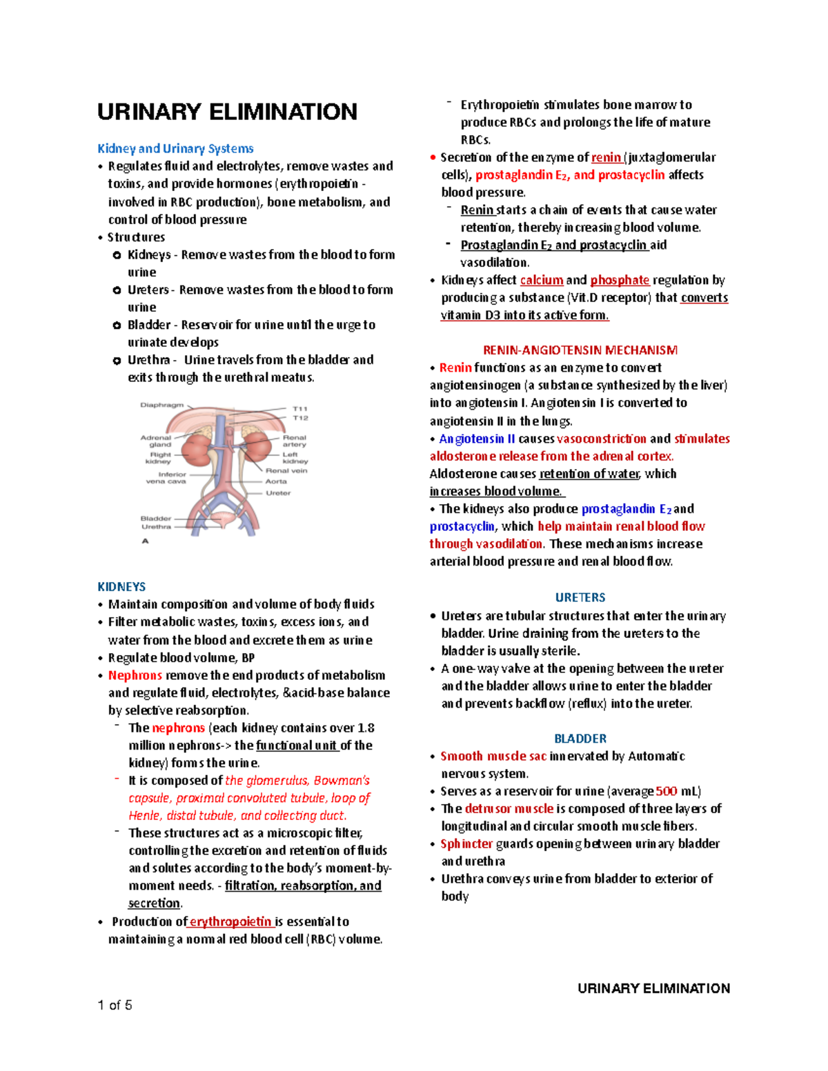 Urinary Elimination - URINARY ELIMINATION Kidney and Urinary Systems ...