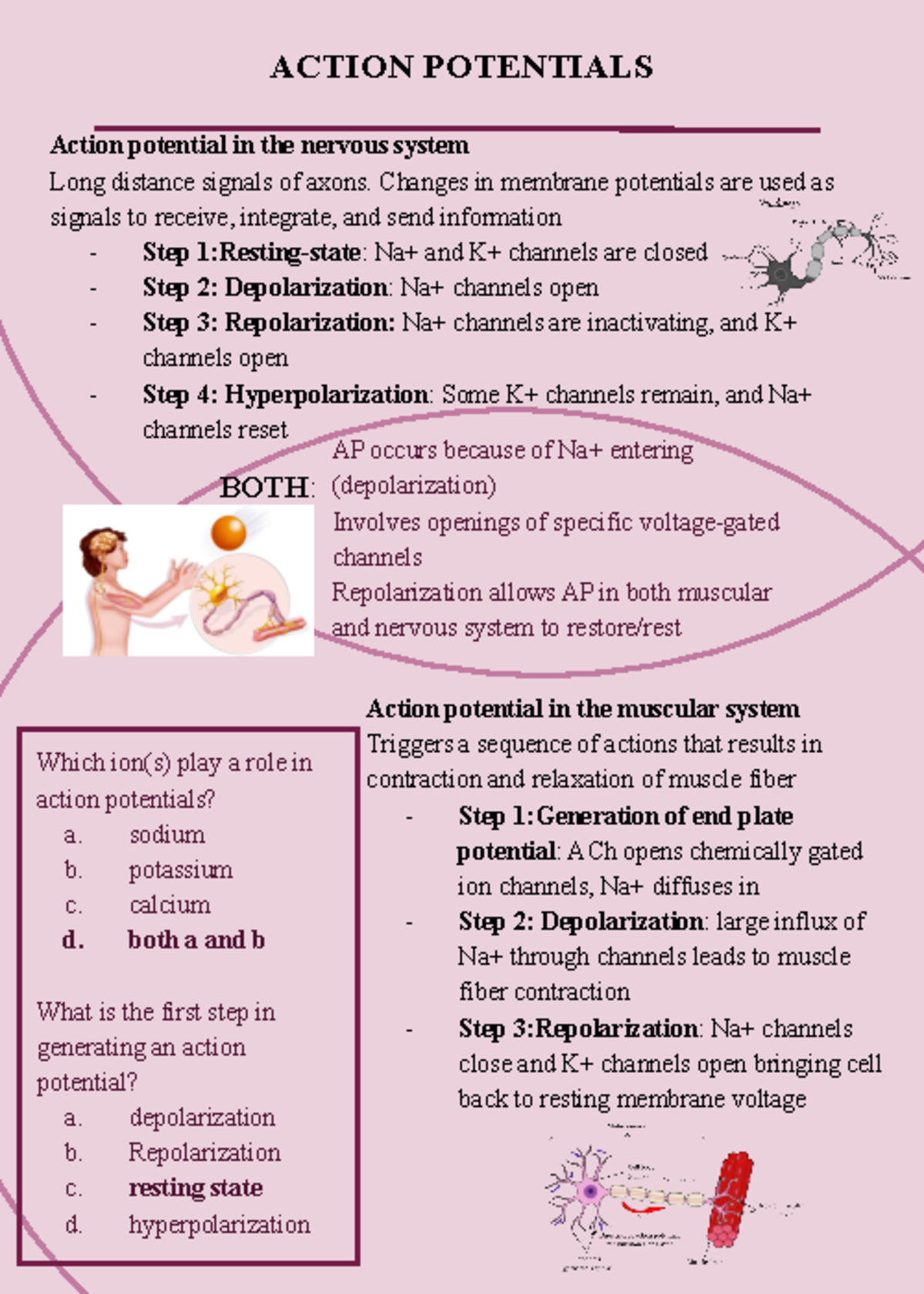 Summary Card Action Potentials - ACTION POTENTIALS Action potential in ...