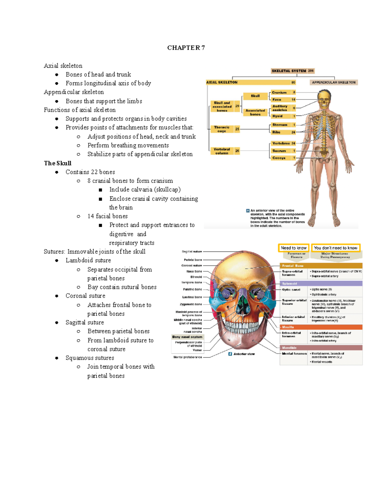 BIO 220 chapter 7 - CHAPTER 7 Axial skeleton Bones of head and trunk ...