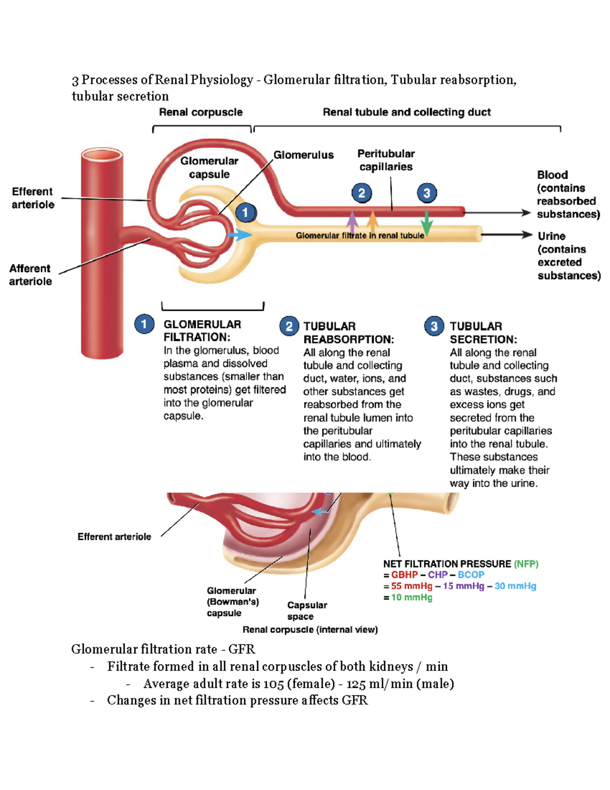 Test 8 - 3 Processes of Renal Physiology - Glomerular filtration ...
