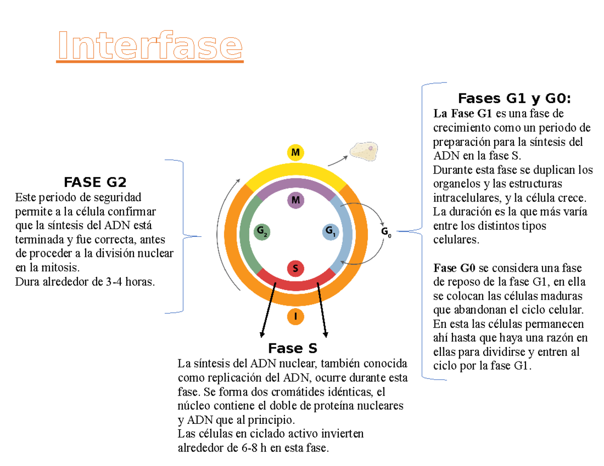Fases G1, G0, S Y G2 - Guía de apoyo - Fases G1 y G0: La Fase G1 es una fase de crecimiento como ...