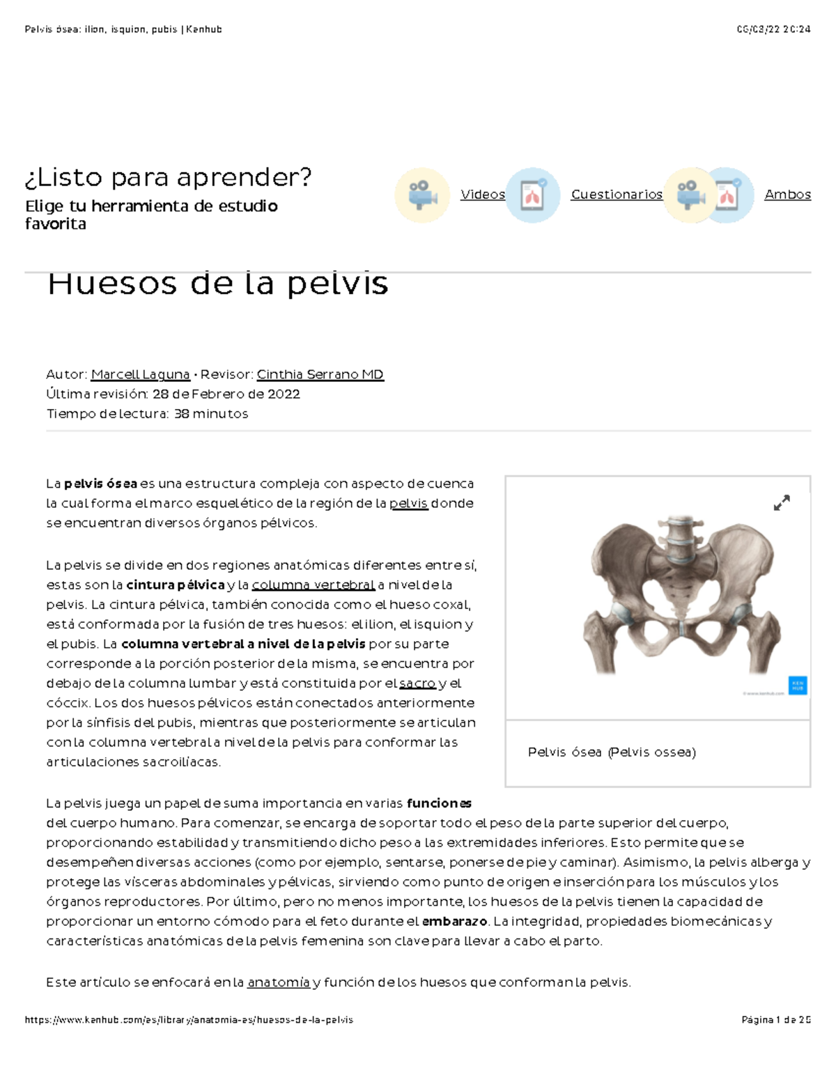 Pelvis ósea ilion, isquion, pubis Kenhub - HHuesos de la pelvisuesos de ...