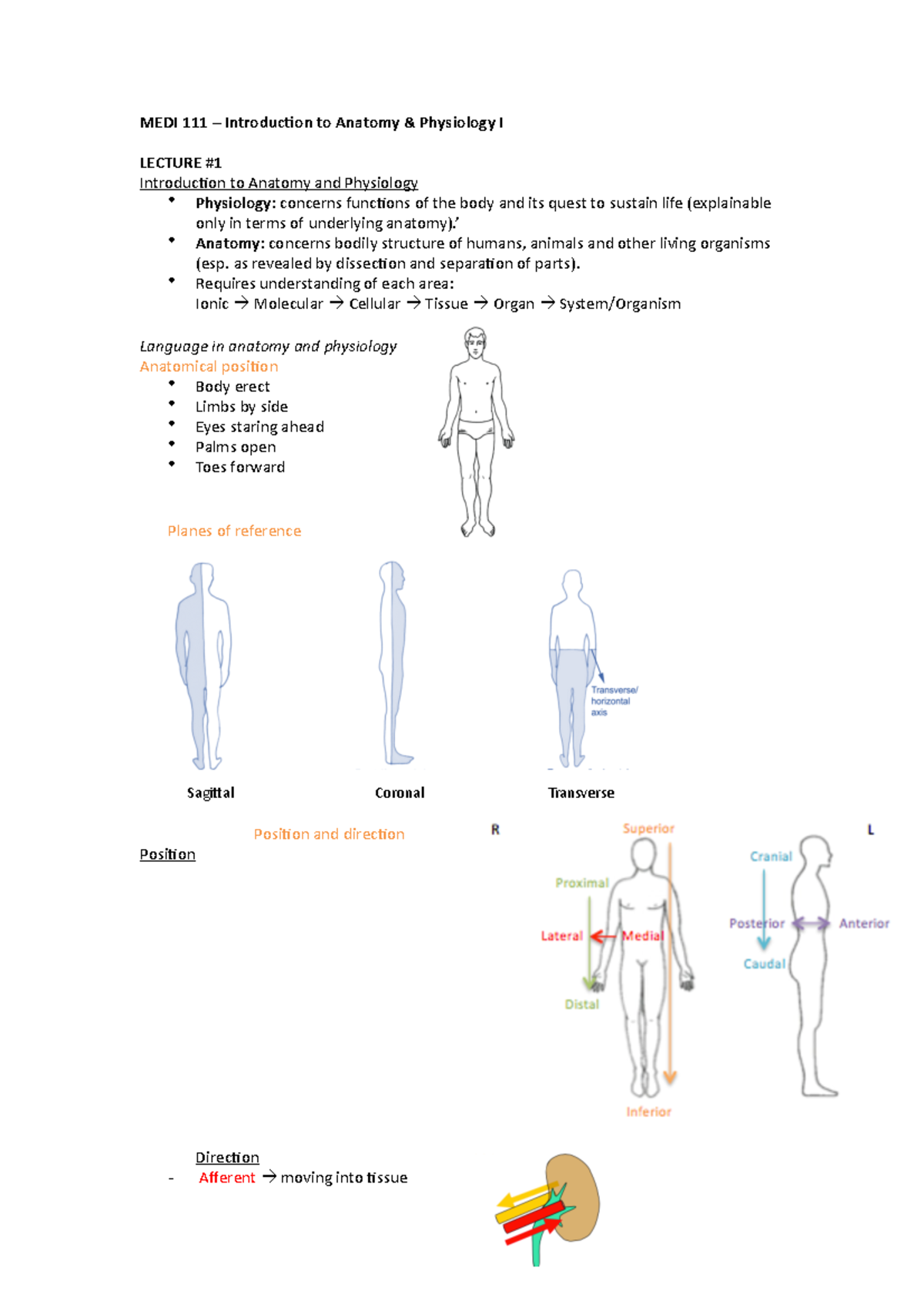 Lab 9 - respiratory system - MEDI 111 – Introduc/on to Anatomy ...