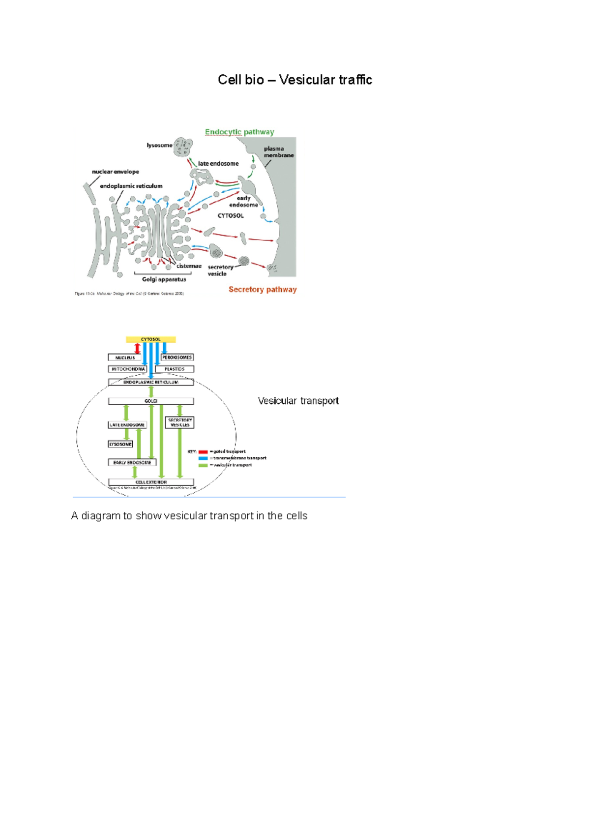 Cell bio – Vesicular traffic - Cell bio – Vesicular traffic A diagram ...