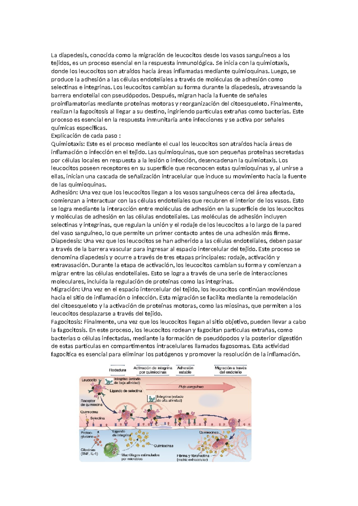 La diapedesis - Se inicia con la quimiotaxis, donde los leucocitos son ...