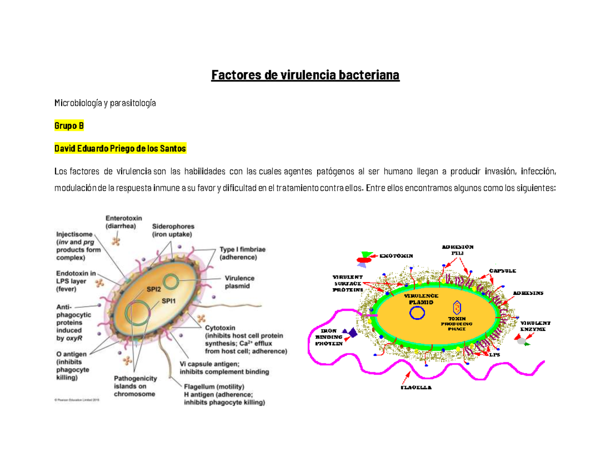 Factores de patogenicidad Priego - Factores de virulencia bacteriana ...