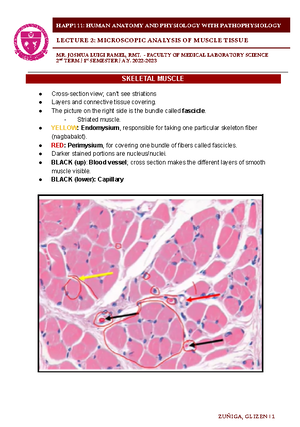 Lecture 2 Microscopic Analysis OF Muscle Tissue - MUSCLE TISSUE Cross ...