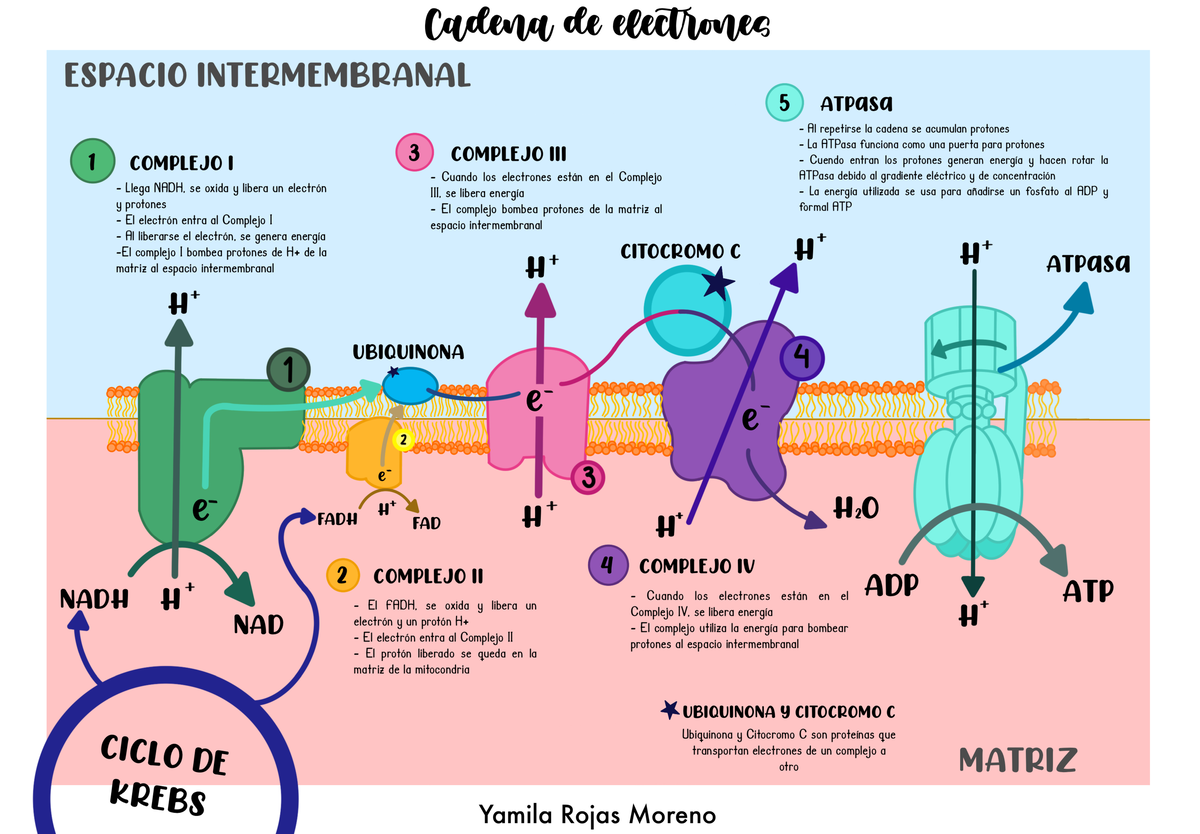 Cadena de electrones - Bioquimica - Studocu
