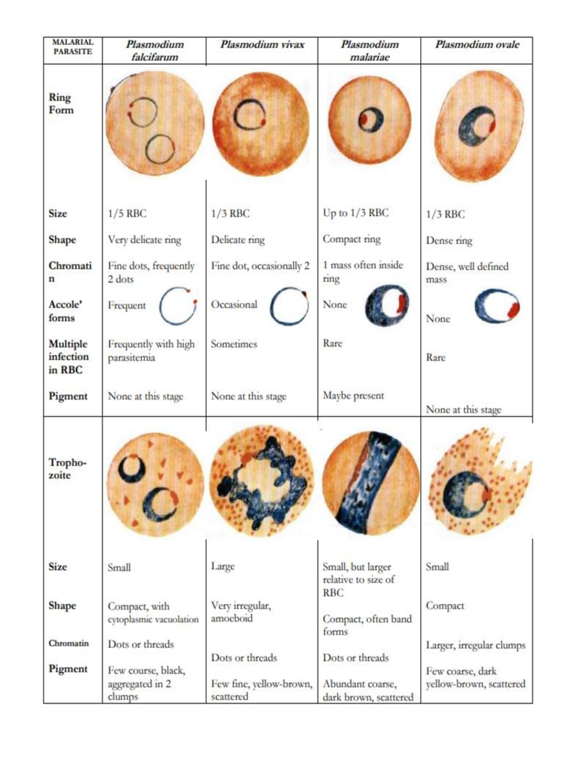 Plasmodium - NOTES IN PARA - Parasitology - Studocu