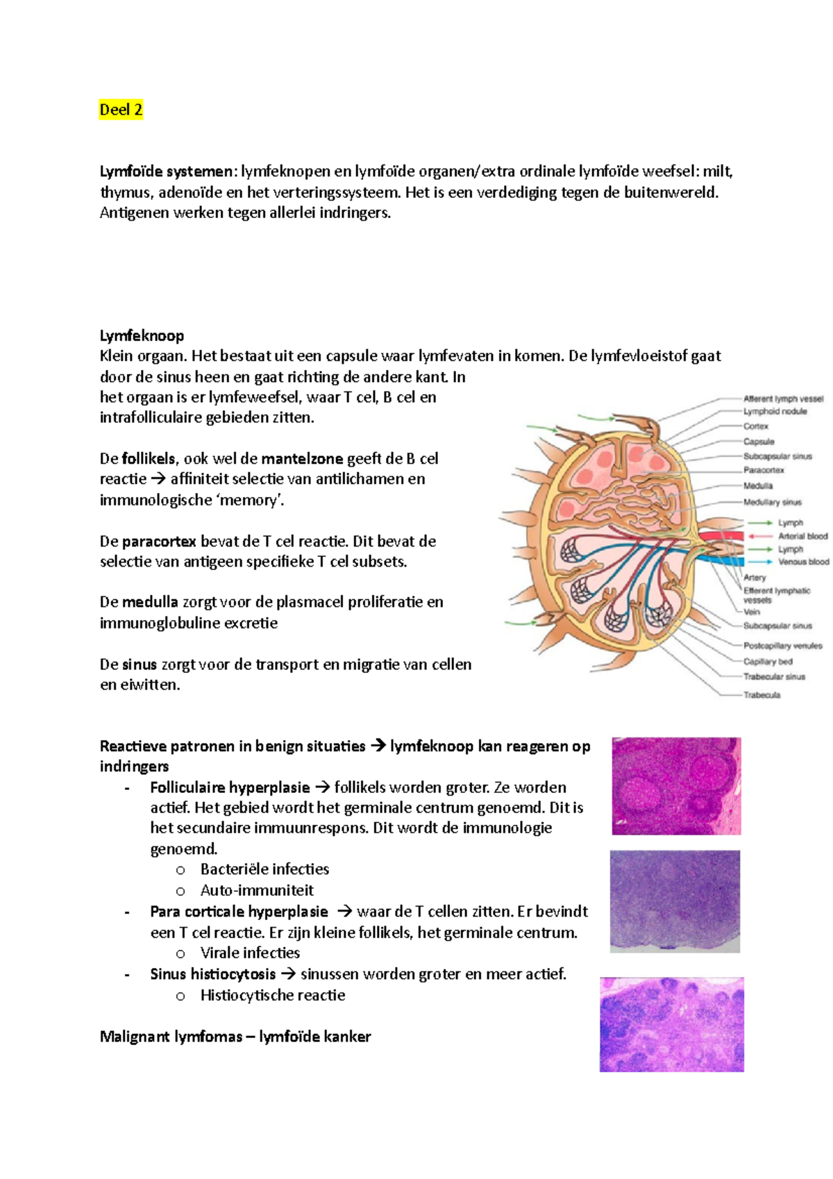 College 2 - Deel 2 Lymfoïde systemen: lymfeknopen en lymfoïde organen ...
