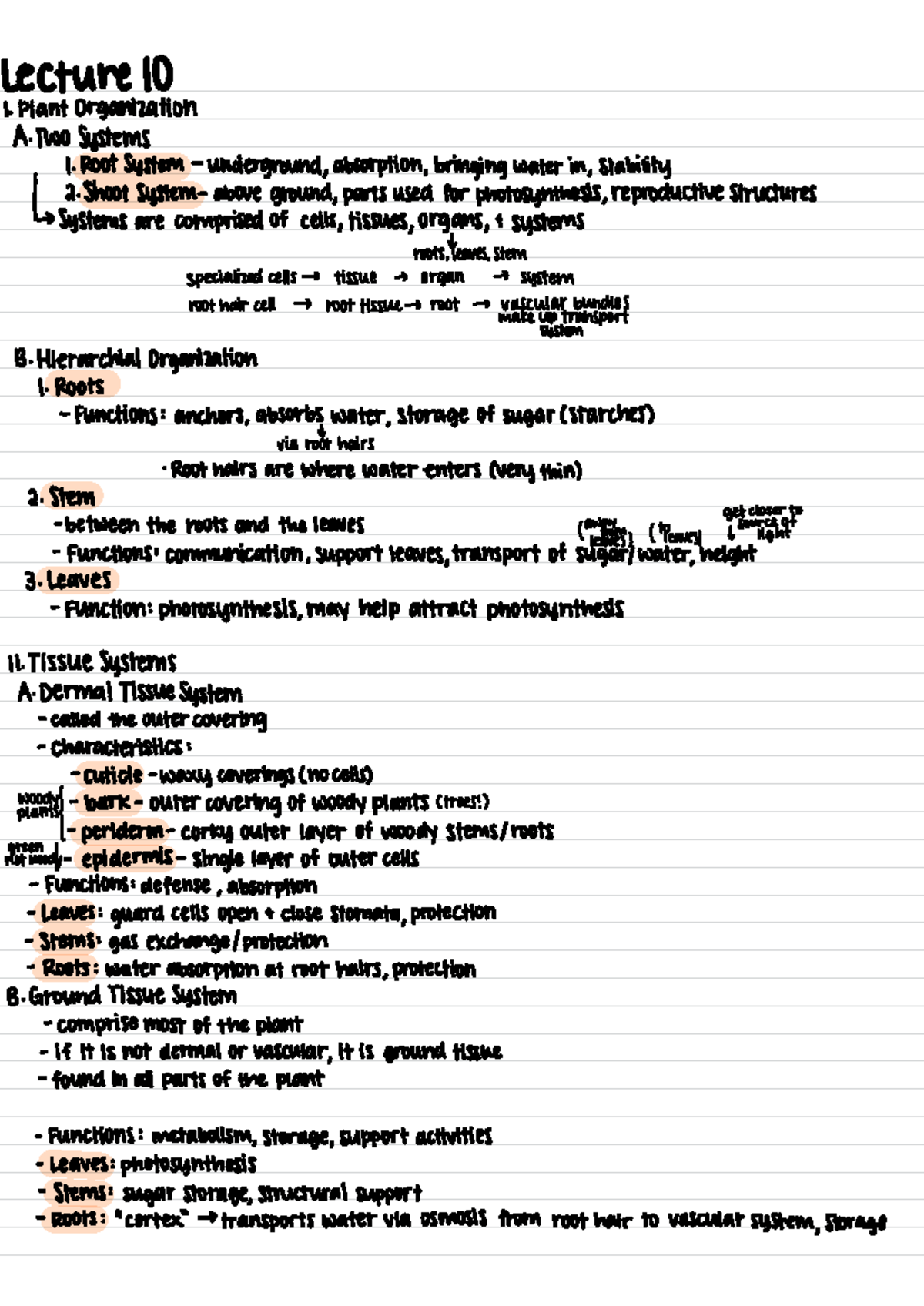 Lecture 10 Gen Biology - Lecture 1 organization A. Two systems Root ...