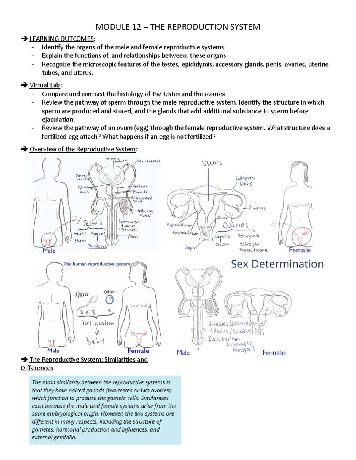 Module 12 ANAT - MODULE 12 – THE REPRODUCTION SYSTEM LEARNING OUTCOMES ...