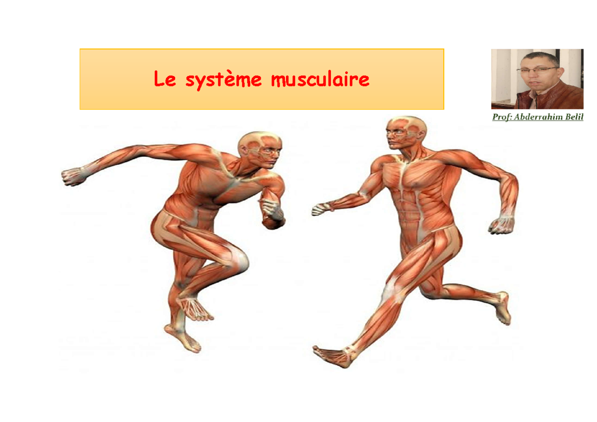 Le syst Ã¨me musculaire - Le système musculaire Introduction: Les activités nerveuses ...