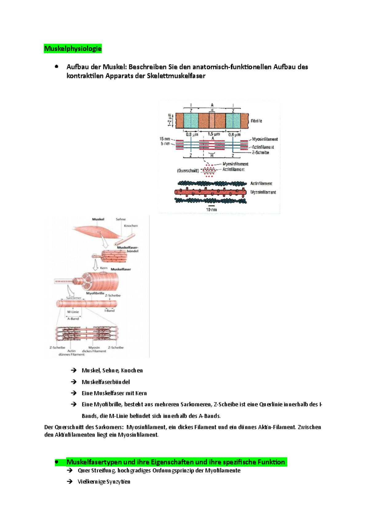 Muskelphysiologie - Muskelphysiologie Aufbau der Muskel: Beschreiben ...