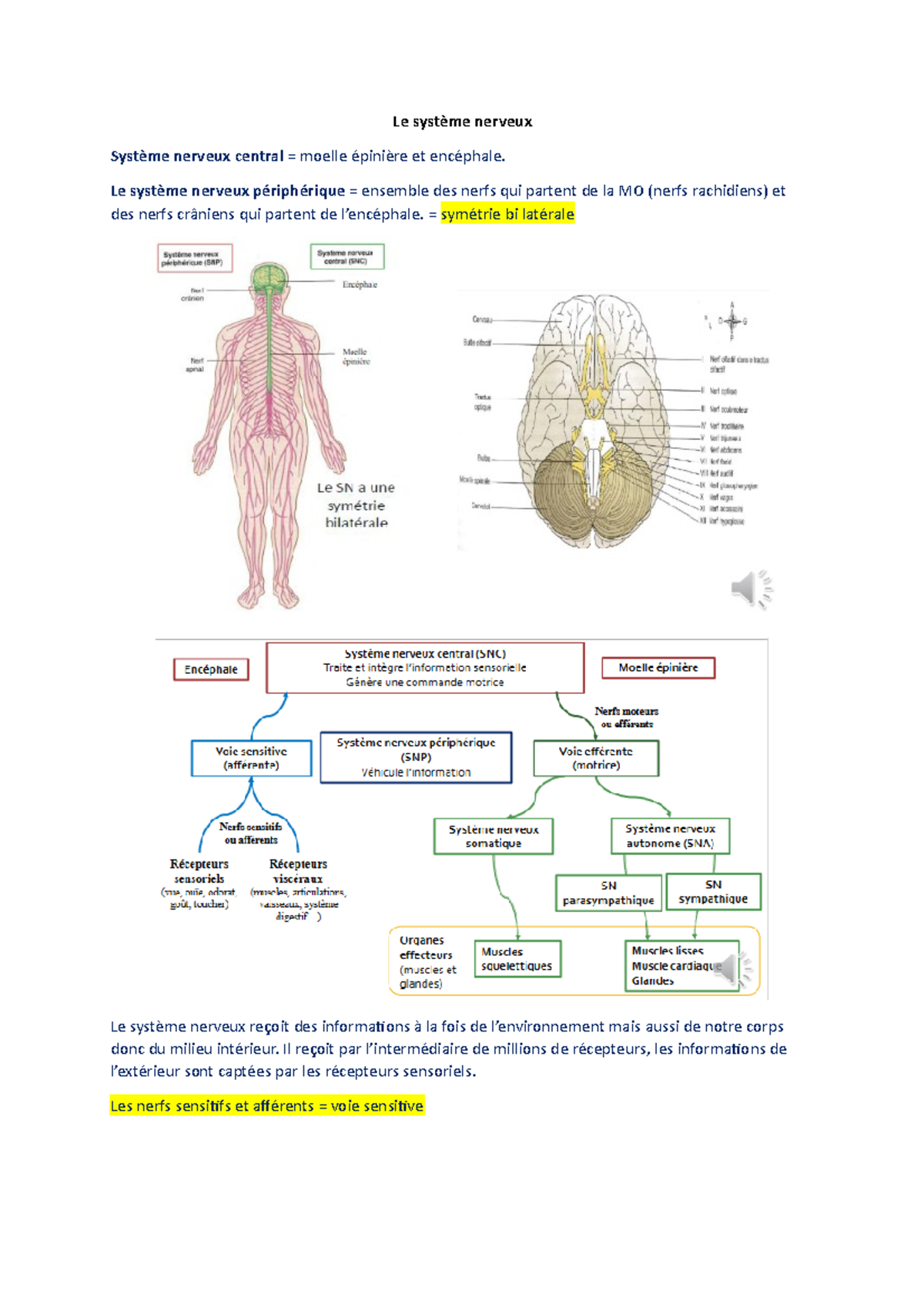 Le système nerveux - Le système nerveux Système nerveux central ...