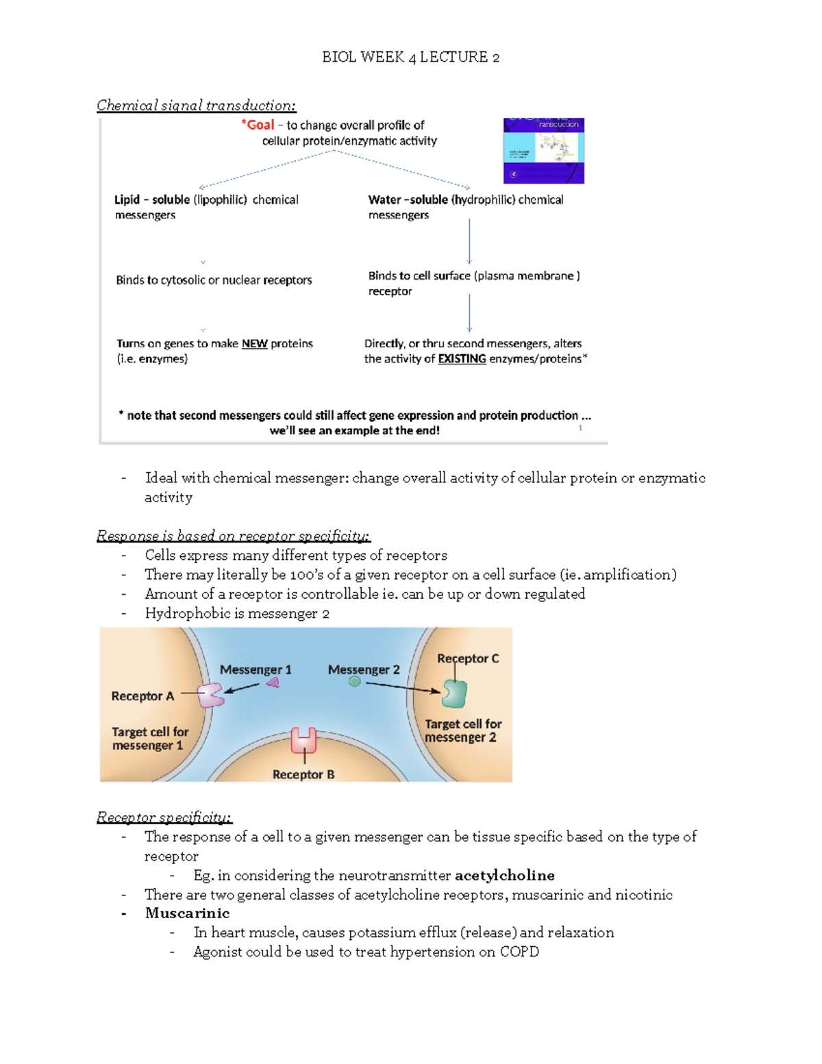 BIOL week 4 lecture 2 - Chemical signal transduction: Ideal with chemical messenger: change ...