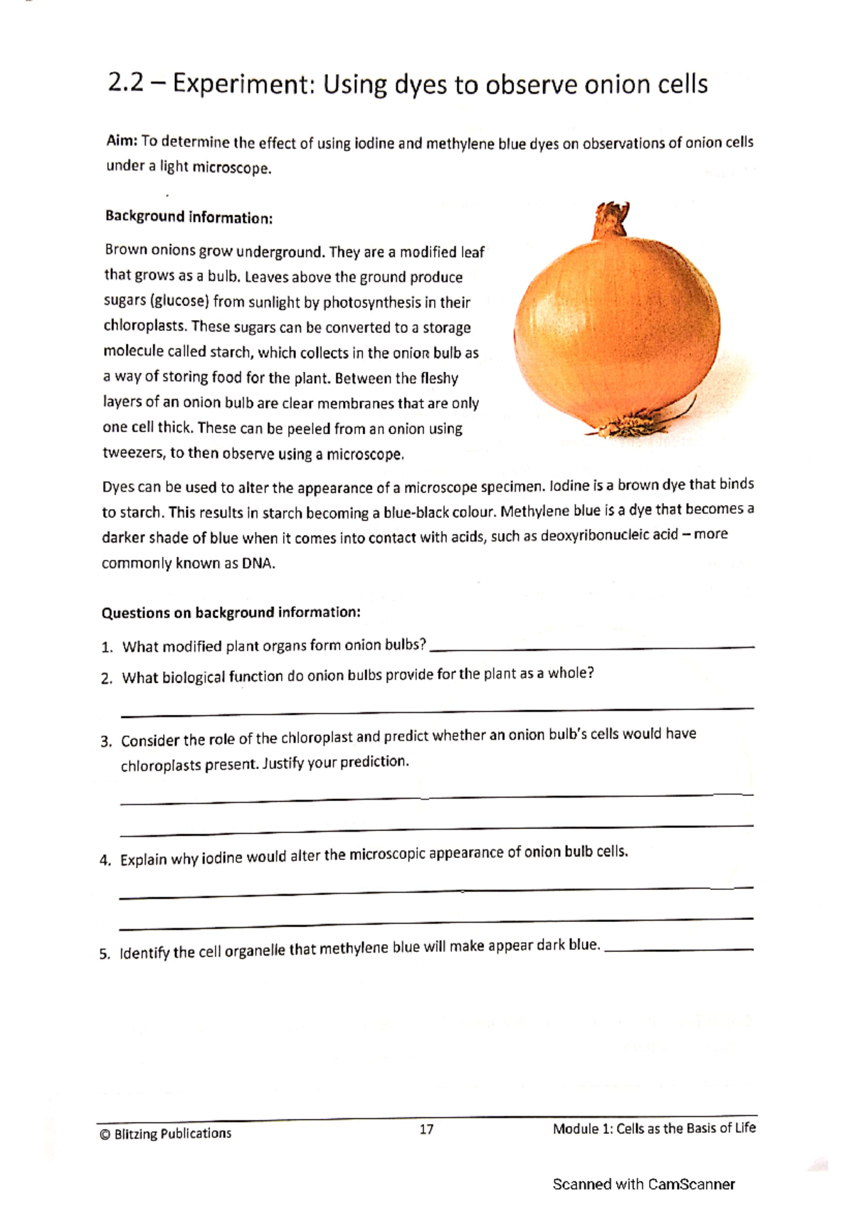 Using dyes to Observe onion cells worksheet 15:2:21 - BIOL - Studocu