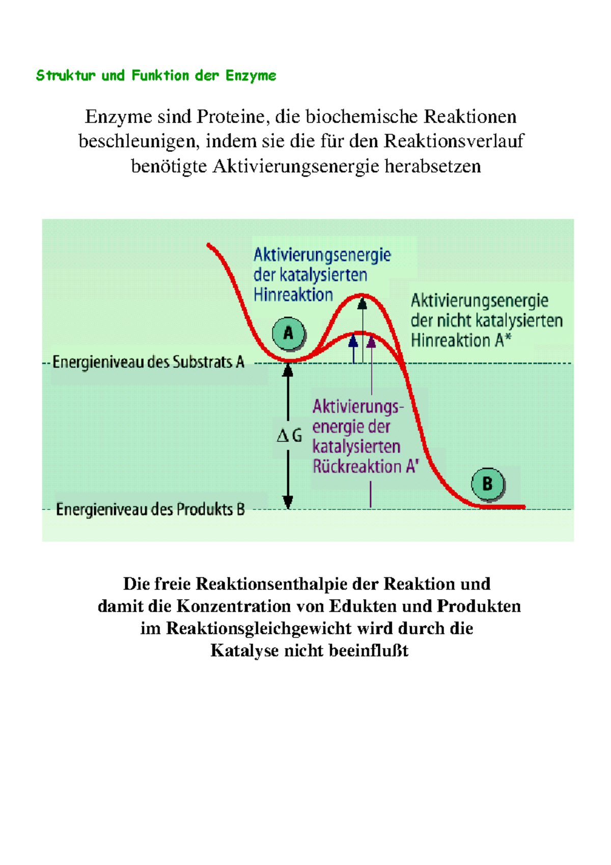 Chieme mm Struktur und Funktion der Enzyme - Enzyme sind Proteine, die ...
