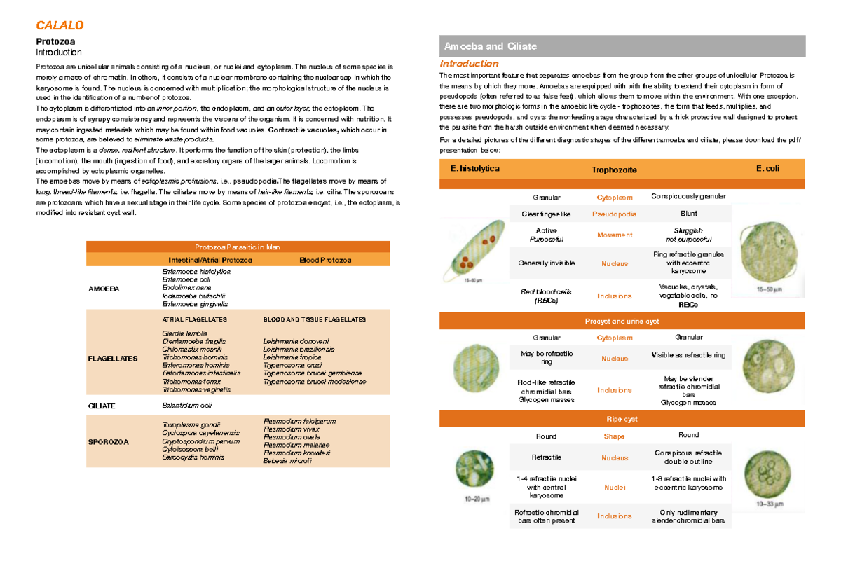 Protozoa- Canvas- Notes - Protozoa Introduction Protozoa are ...