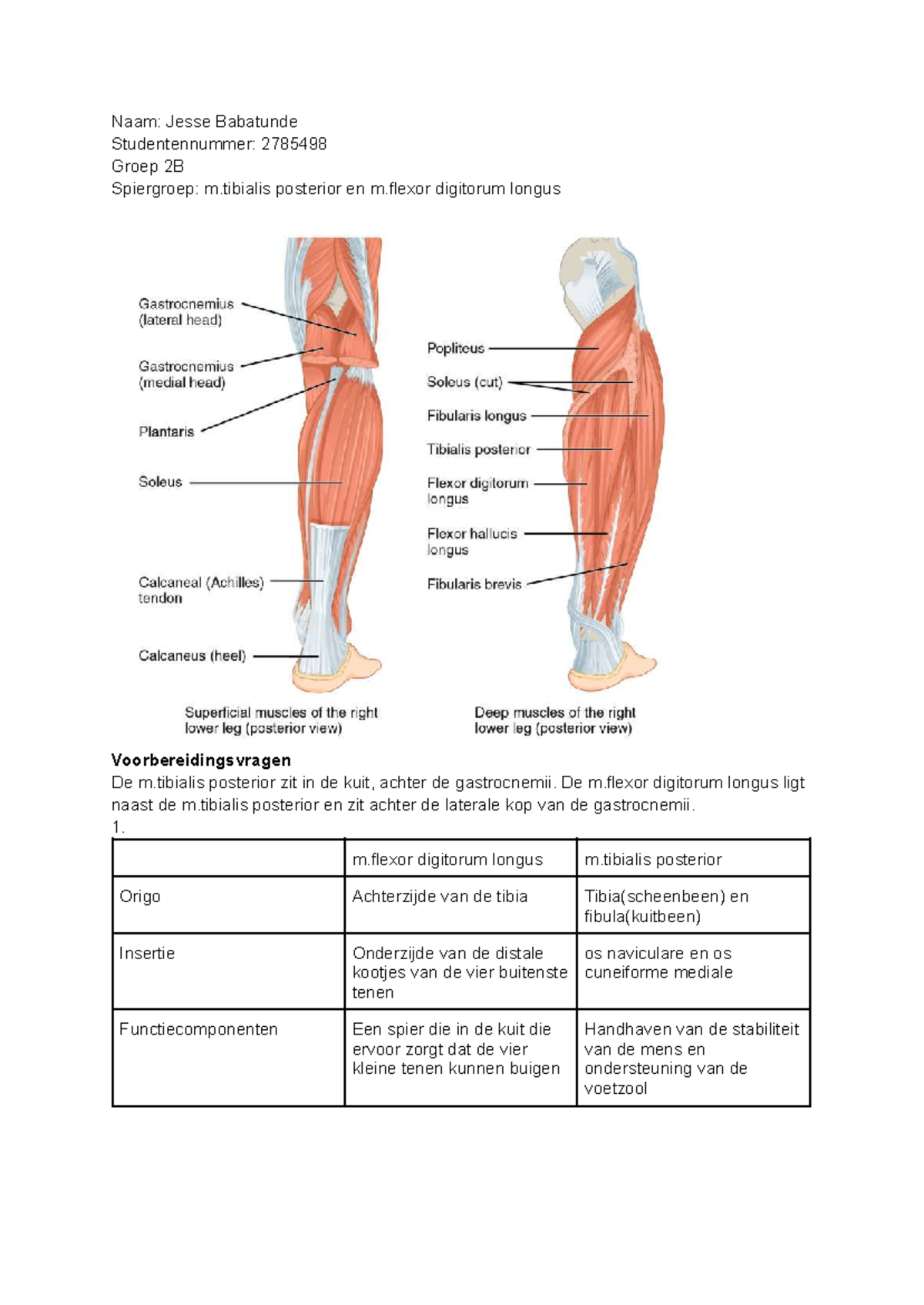 Practicum 3 voorbereiding kuitspieren - Naam: Jesse Babatunde ...