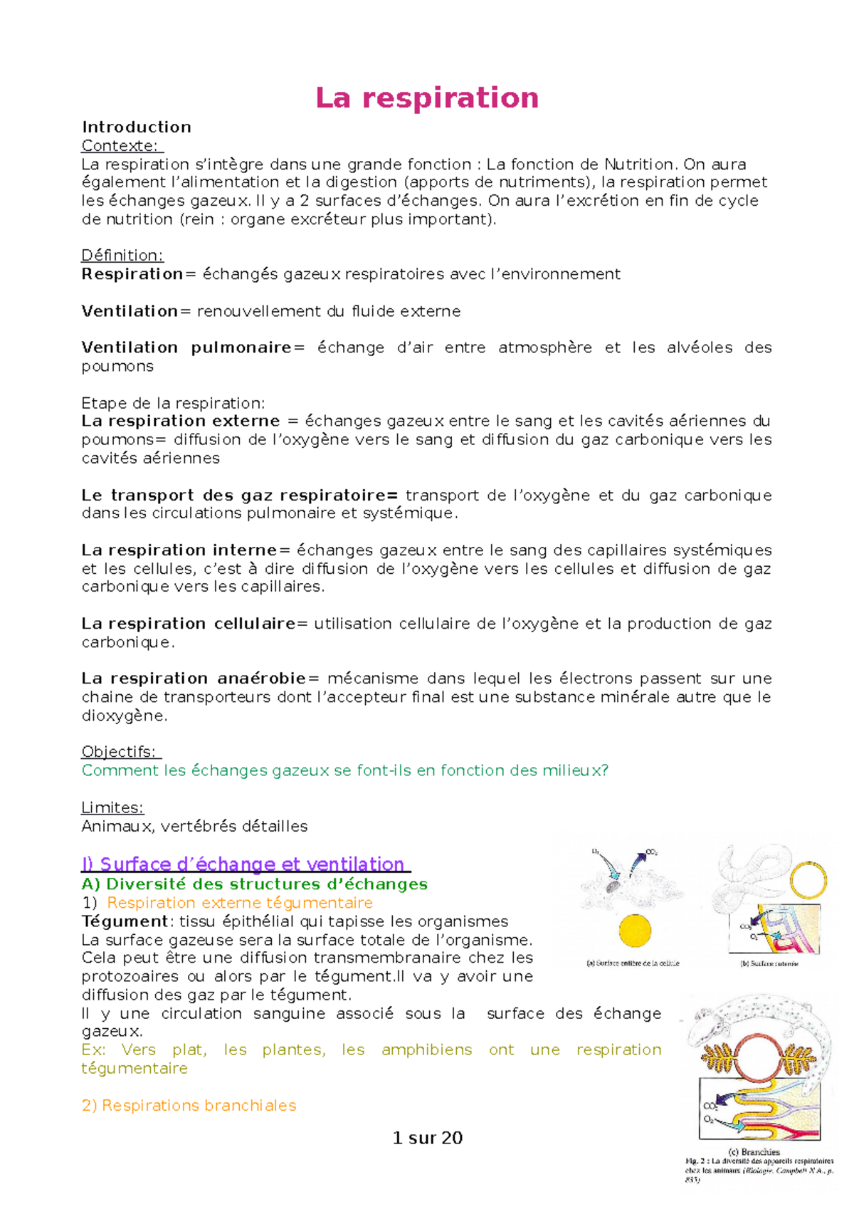 La respiration - La respiration Introduction Contexte: La respiration s ...