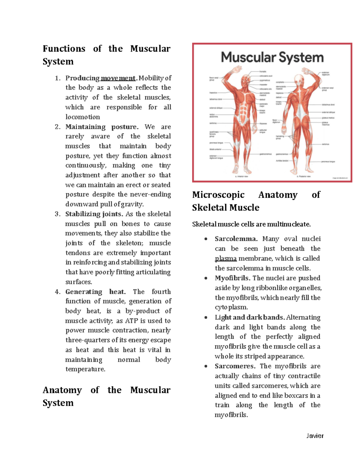 Muscular System - Javier - Functions of the Muscular System Producing ...