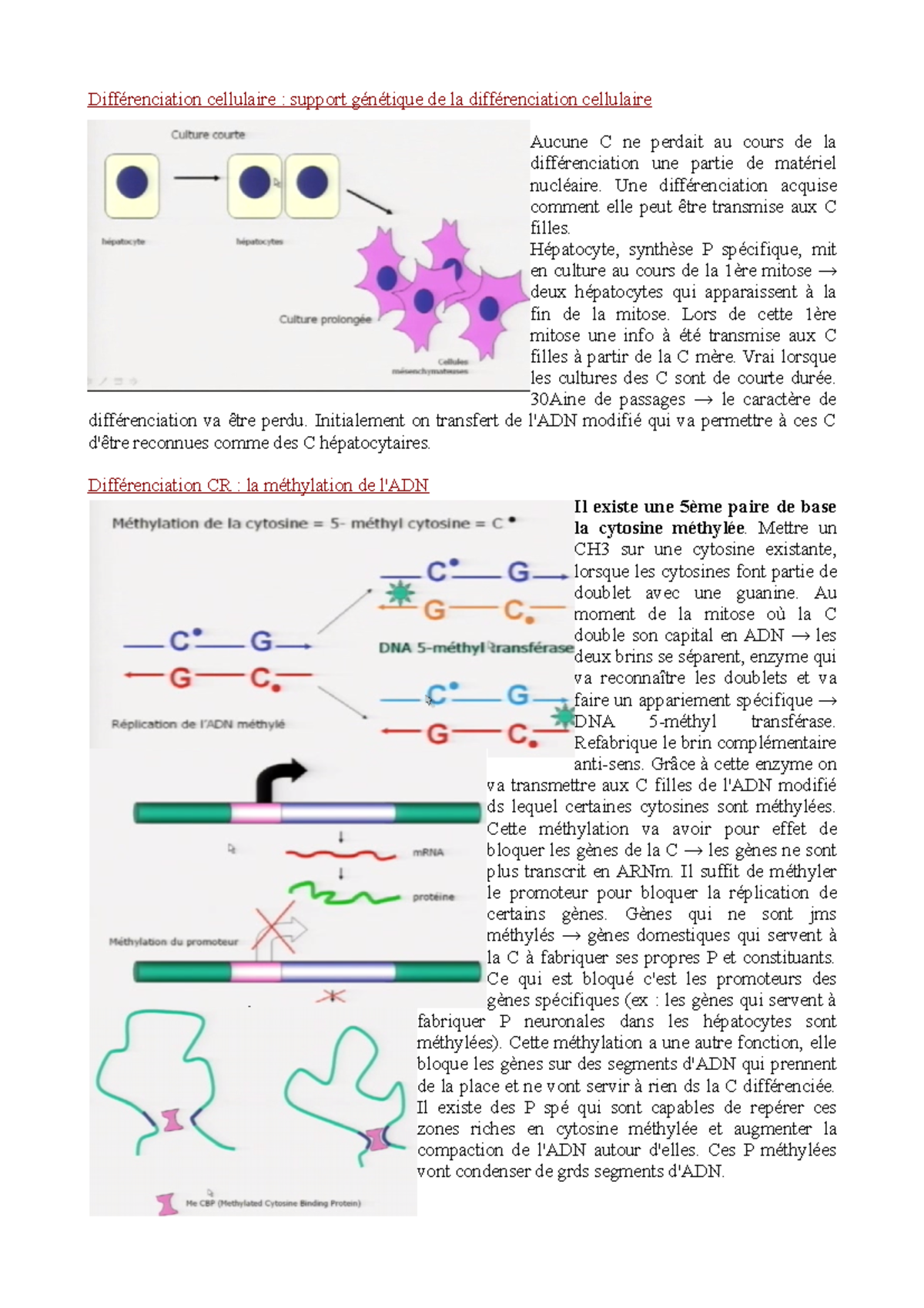 Fin-mcanismes-morphogntiques - Différenciation cellulaire : support ...