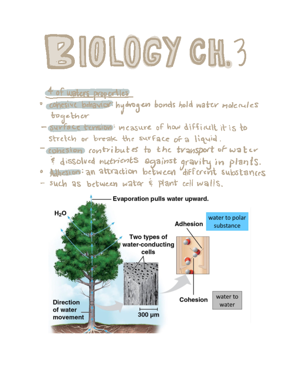 bio chapter 3 notes - 18006008880. ffestfetefnffff aogen bondshold ...