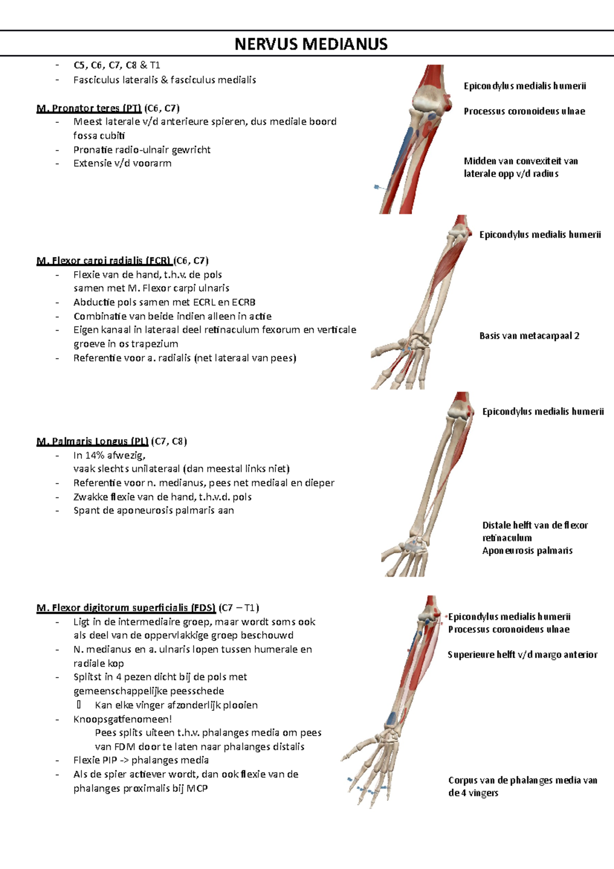 Nervus- Medianus - NERVUS MEDIANUS C5, C6, C7, C8 & T Fasciculus ...