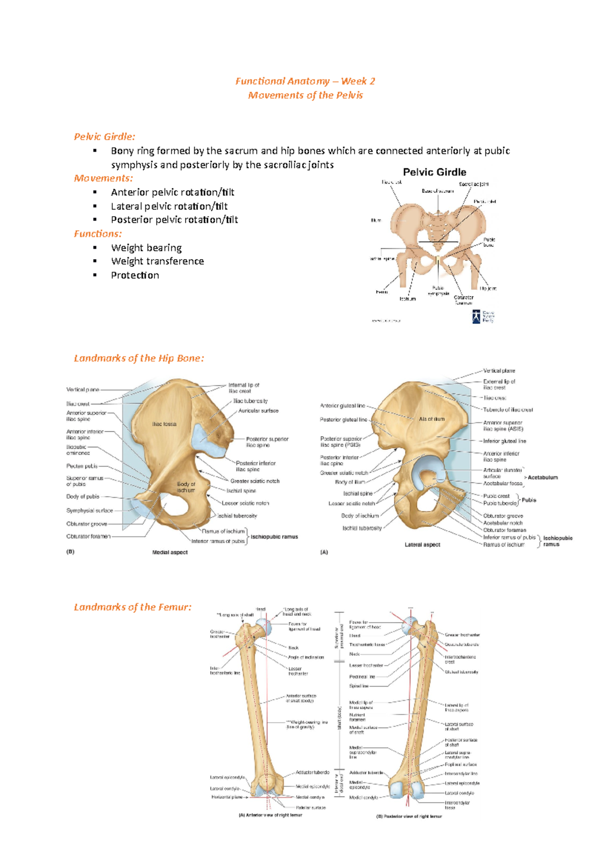Functional Anatomy WEEK 2 - Functional Anatomy – Week 2 Movements of ...