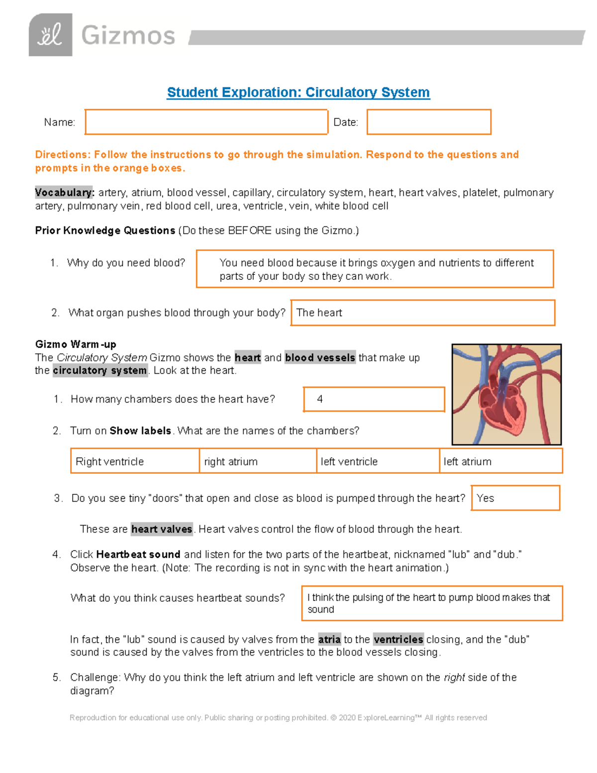 11. Circulatory System Gizmo (Student)(Google DOC) - Student ...