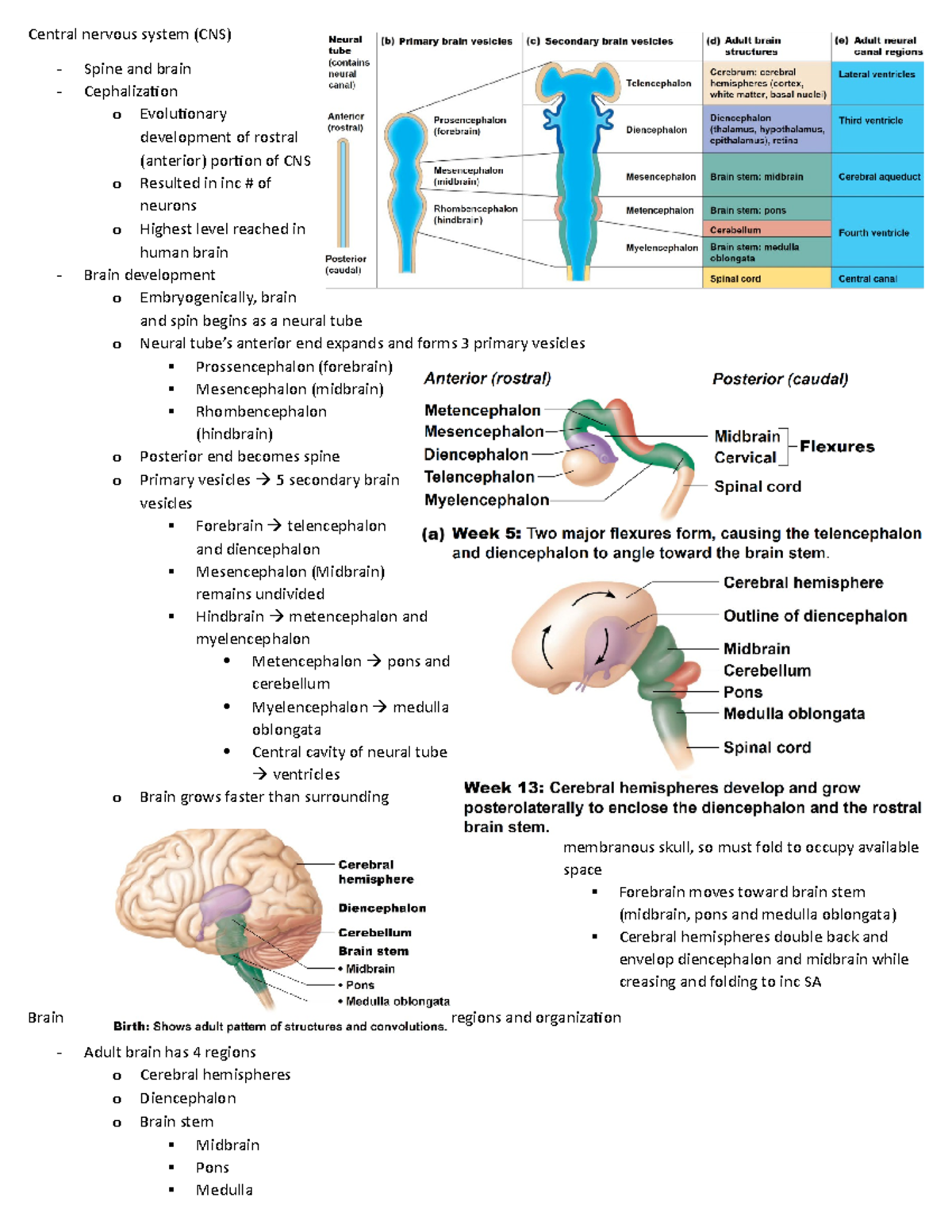 Chapter 12 - brain - Central nervous system (CNS) Spine and brain ...