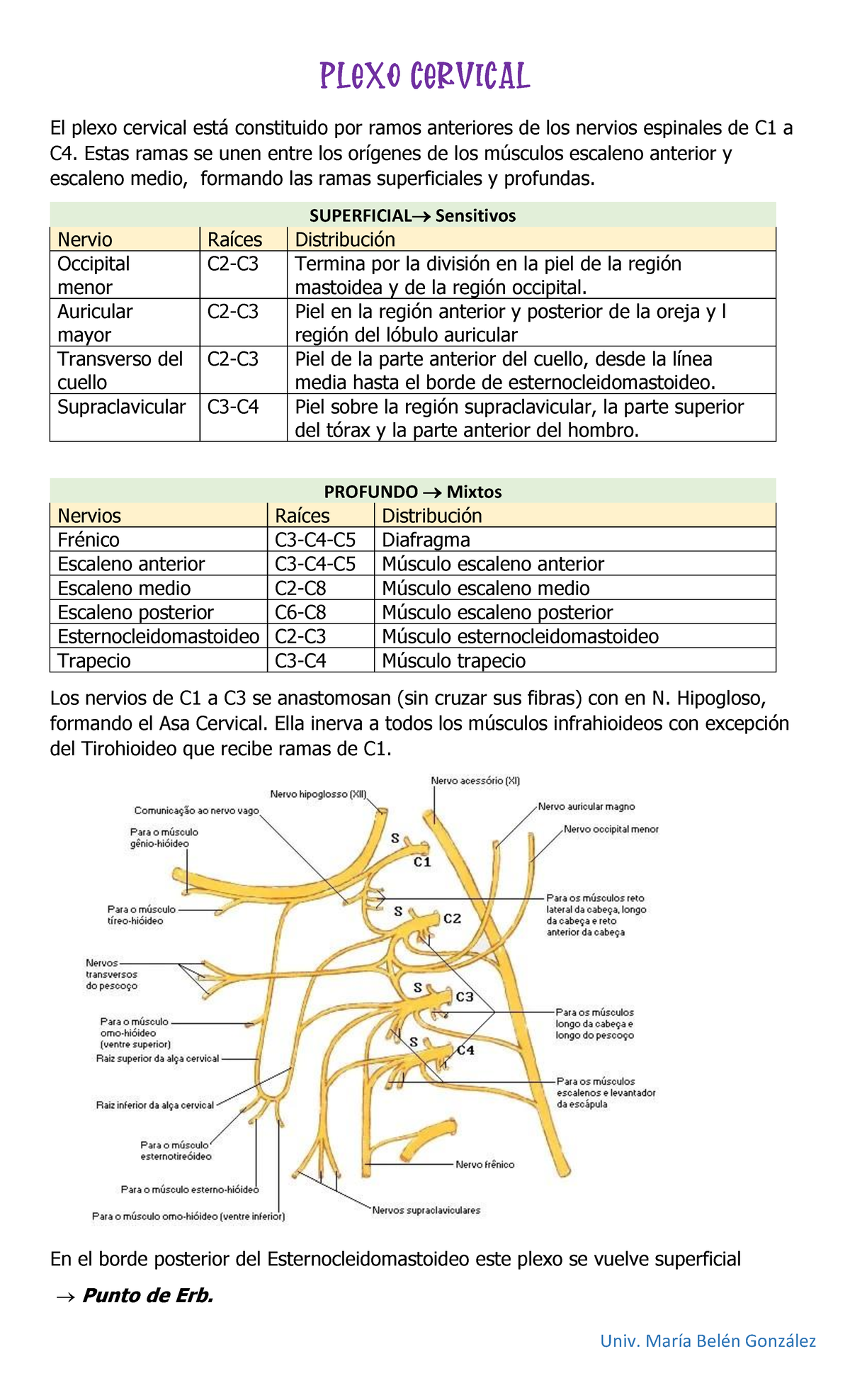 Plexo cervical - Estas ramas se unen entre los orígenes de los músculos escaleno anterior y ...