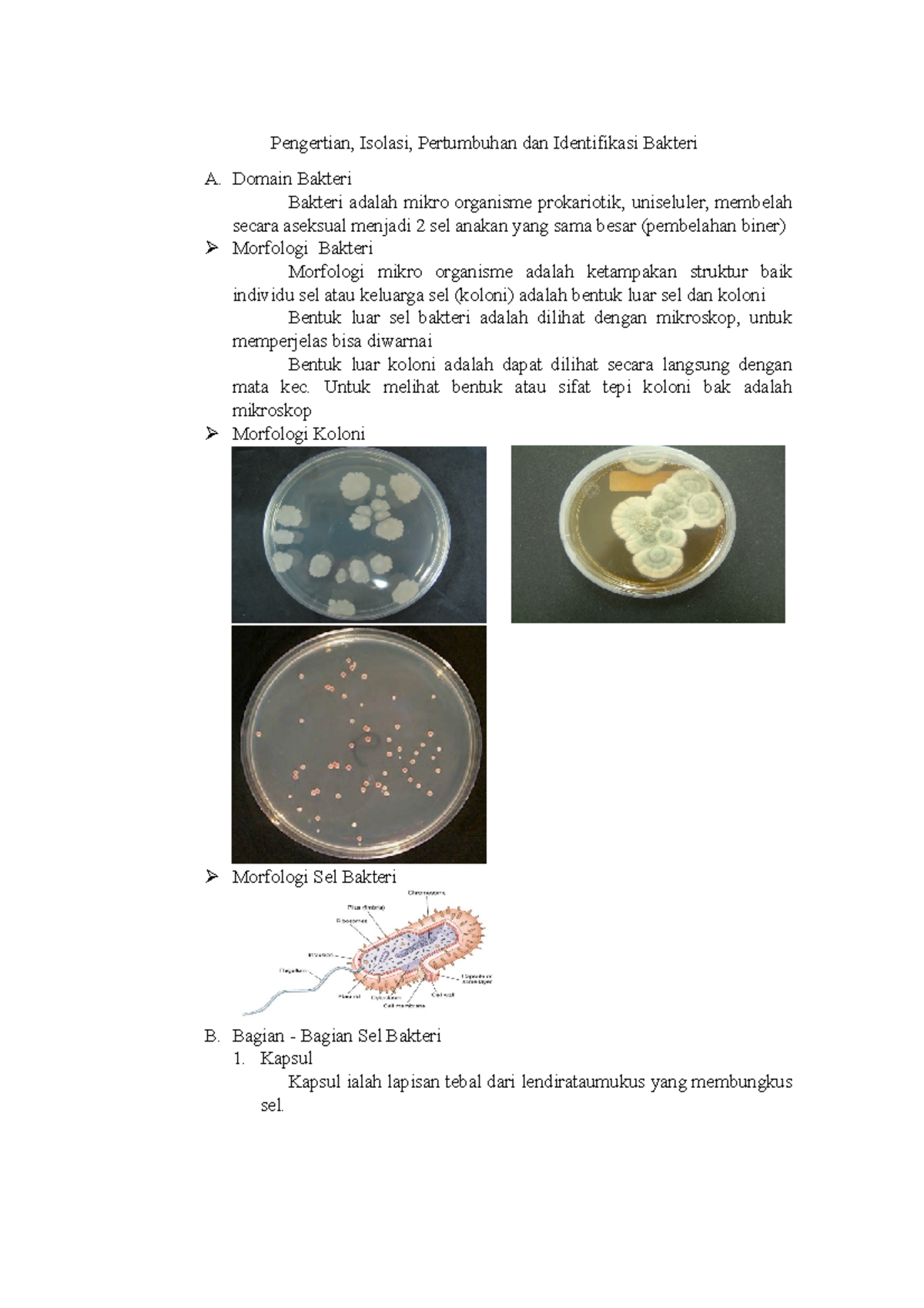 Pengertian, Isolasi, Pertumbuhan dan Identifikasi Bakteri - Domain ...