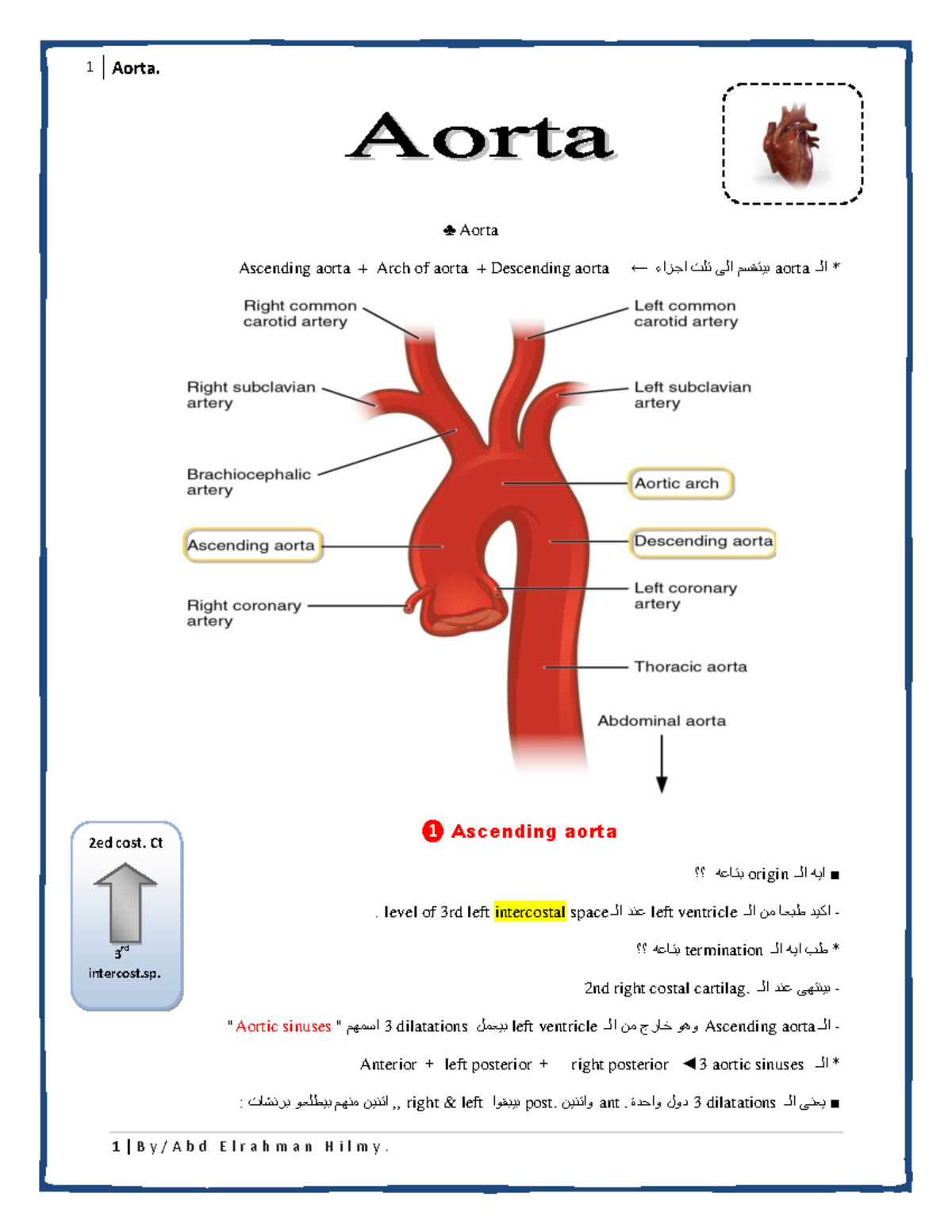Aorta - physiology pathology - ♣ Aorta Ascending aorta + Arch of aorta ...