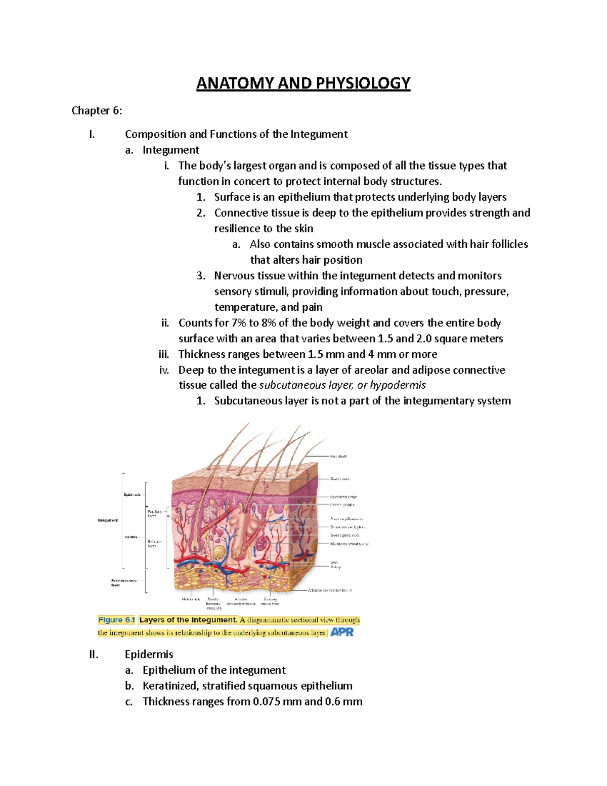 Chapter 6 - NOTES - ANATOMY AND PHYSIOLOGY Chapter 6: I. Composition ...