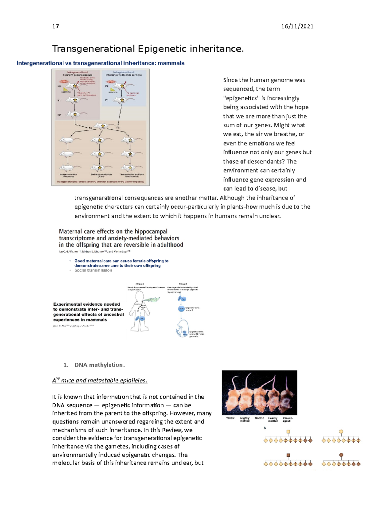 Transgenerational epigenetic inheritance - 17 16/11/ Transgenerational ...