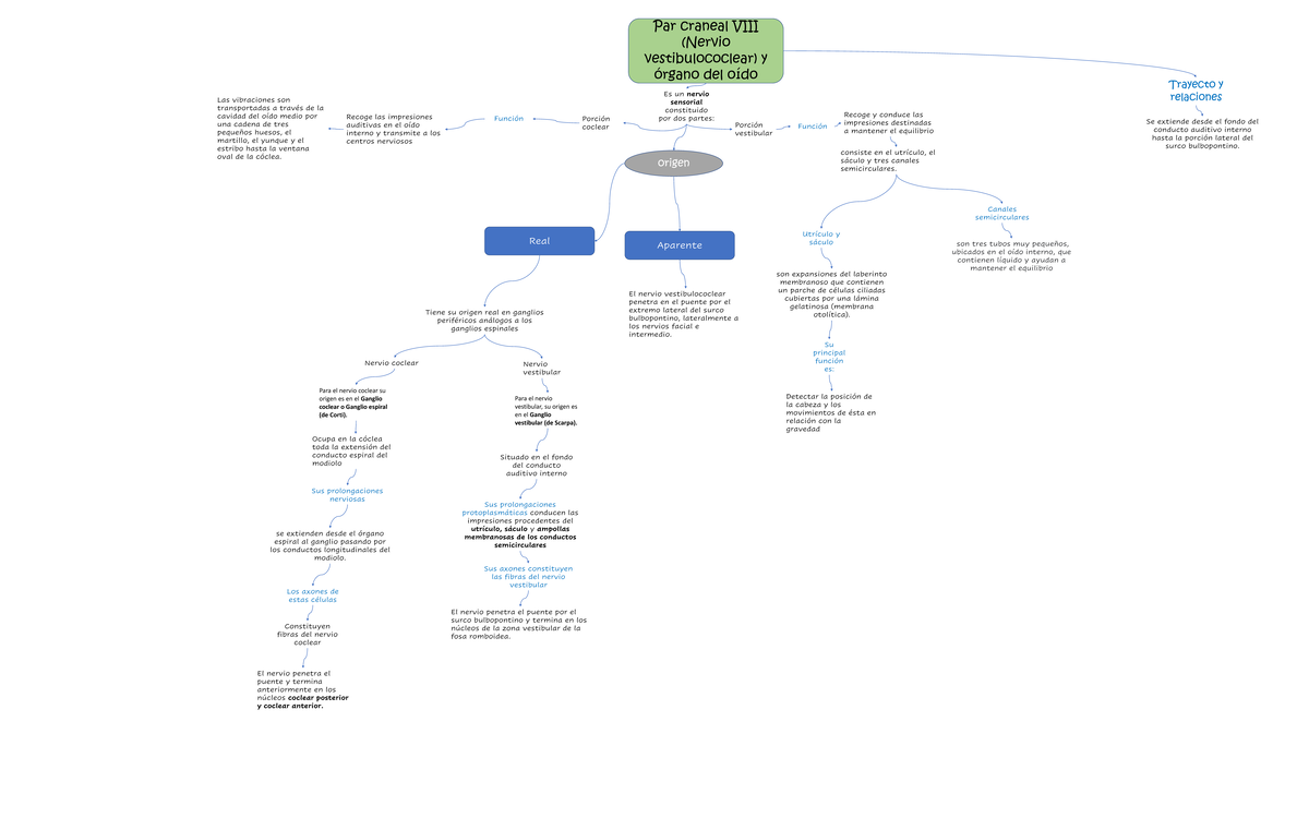 Par craneal VIII y órgano del oído - Par craneal VIII (Nervio ...