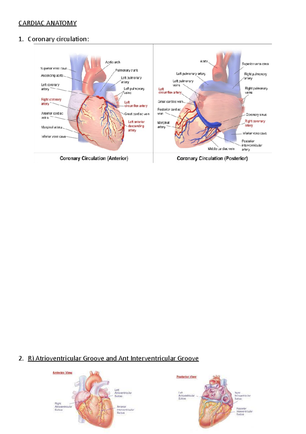 CAA311 Paramedic Practice 8 Notes Cardiac and ECG - CARDIAC ANATOMY ...