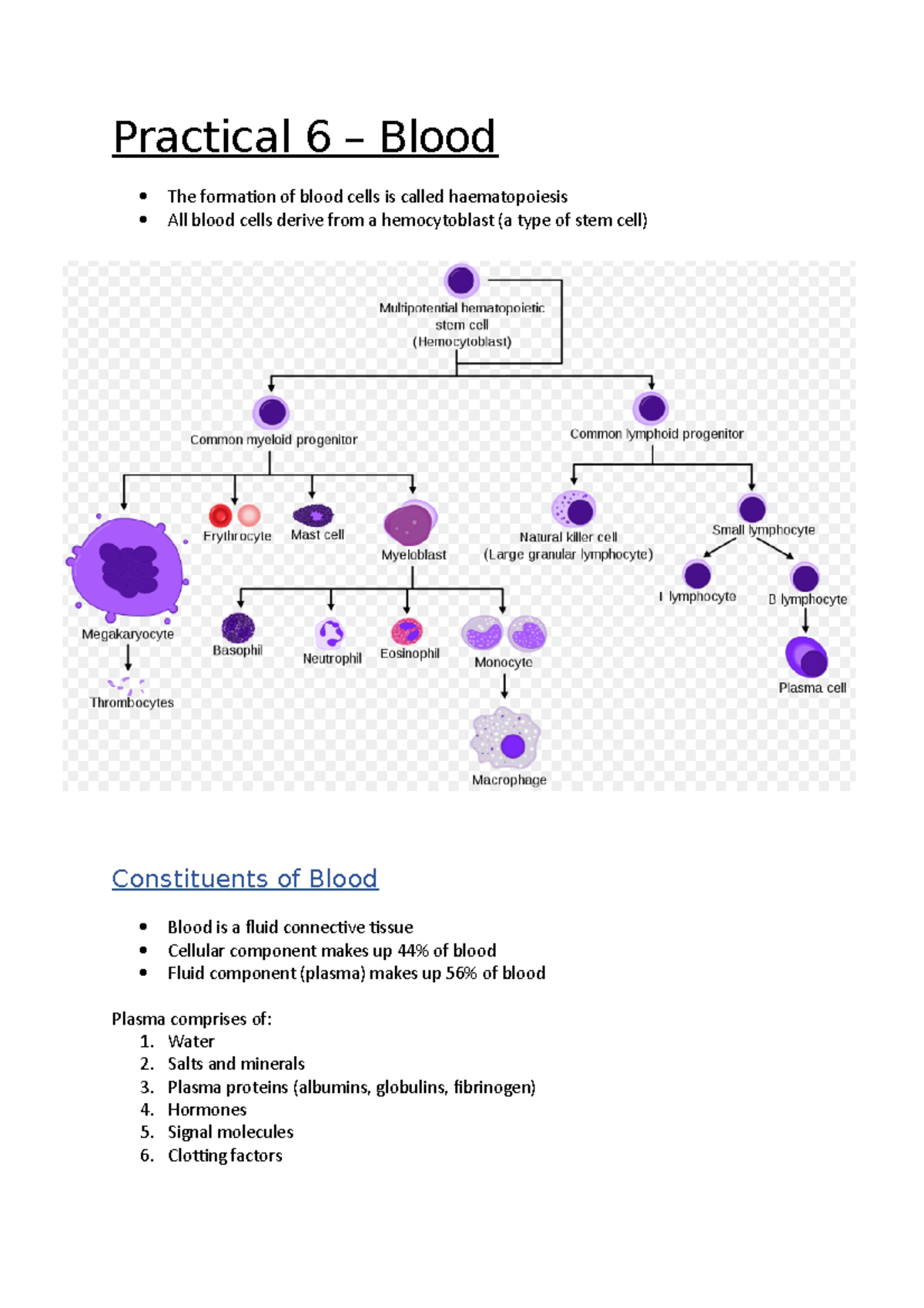 Practical 6 – Blood - Histology notes - Practical 6 – Blood The ...