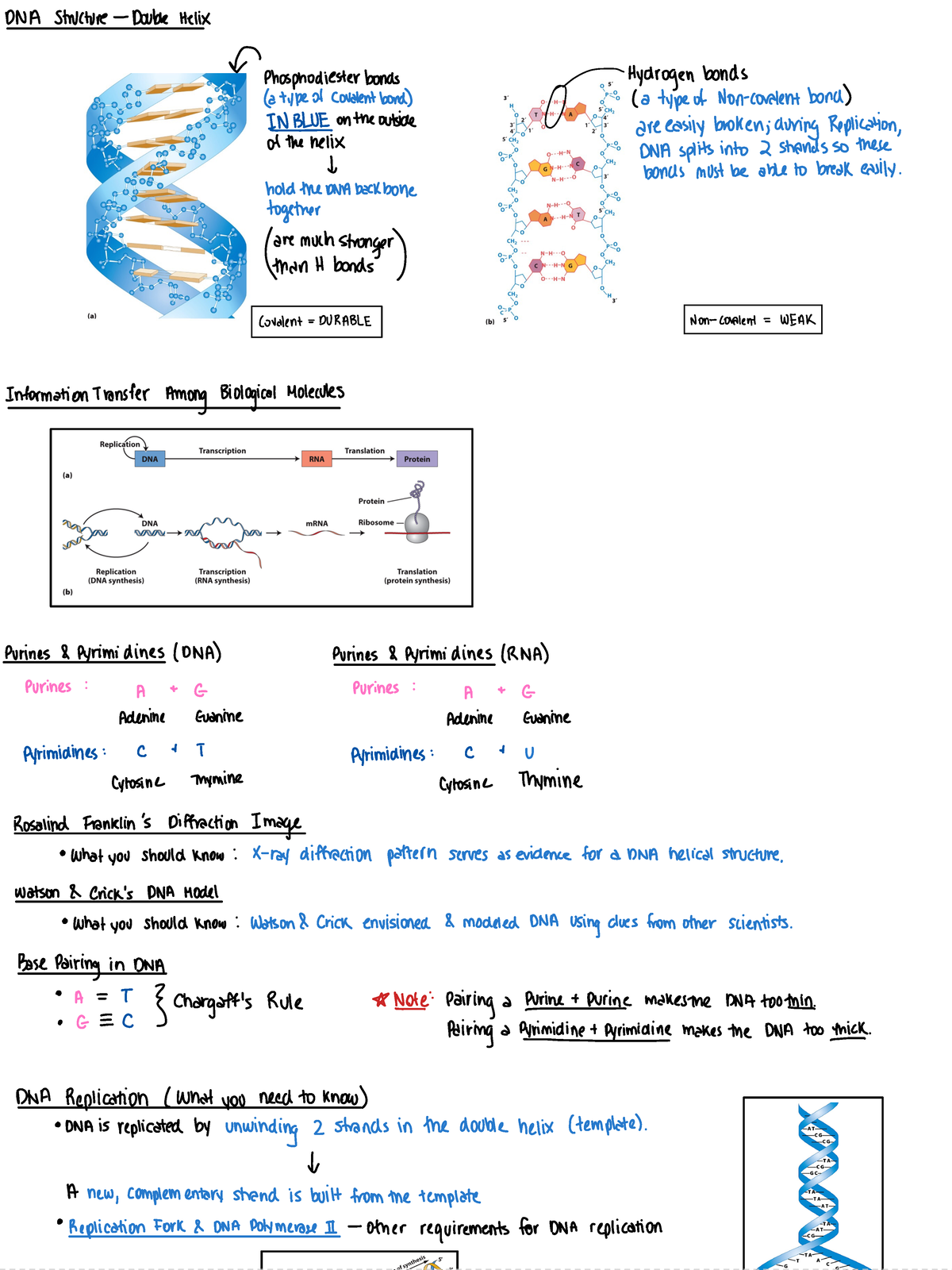 Midterm Review Sheet - Mitochondrial DNA, Cell Cycle, Mutations ...