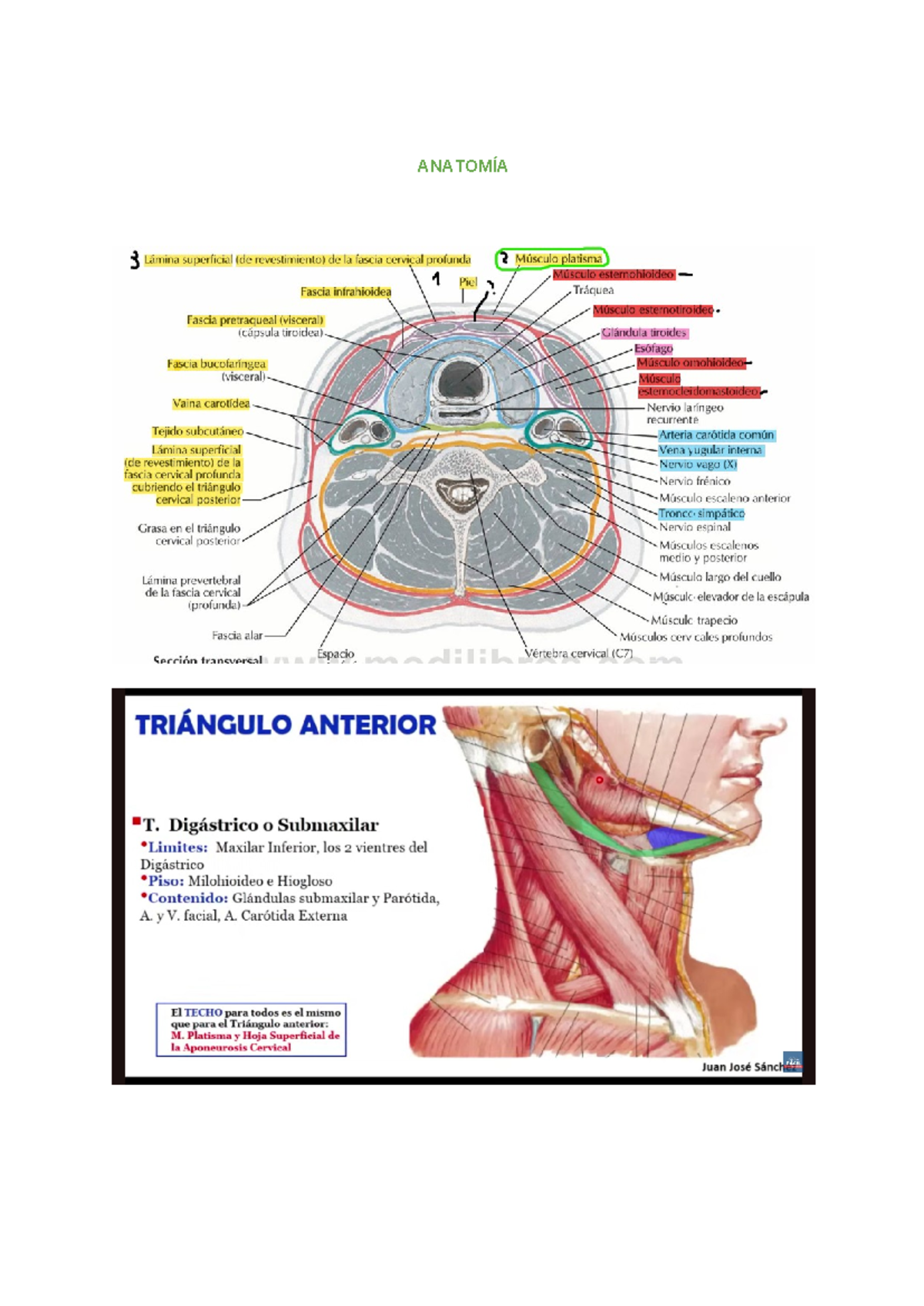 Trauma de cuello - ANATOMÍA MECANISMOS DE LESIÓN EN TRAUMA Trauma ...