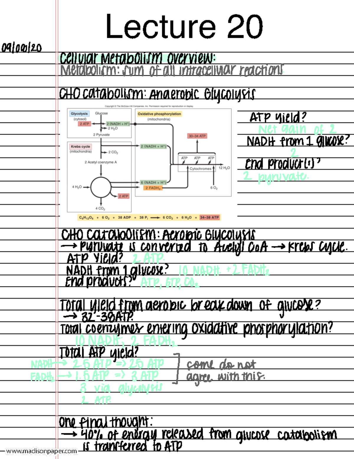 2020-Human Physiology-Lecture Notes 20 - madisonpaper Lecture 20 ...