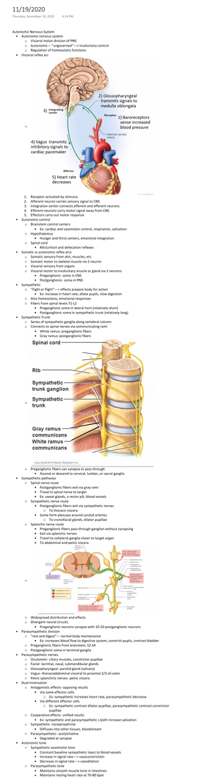 Axial Skeleton - Summary Integrated Anatomy and Physiology 1 - Axial ...